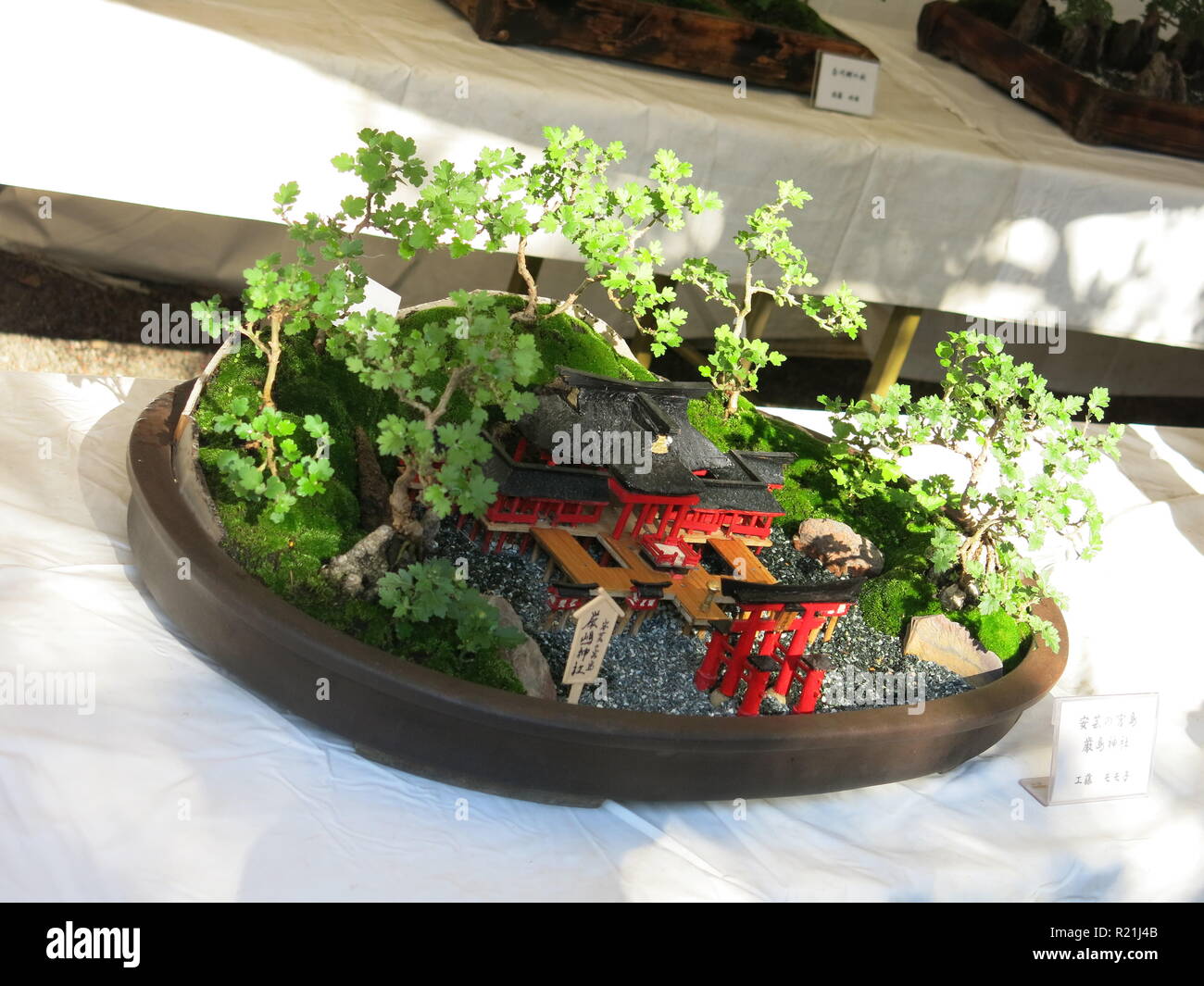 The Japanese art of chrysanthemum bonsai growing - the October 2018 ...