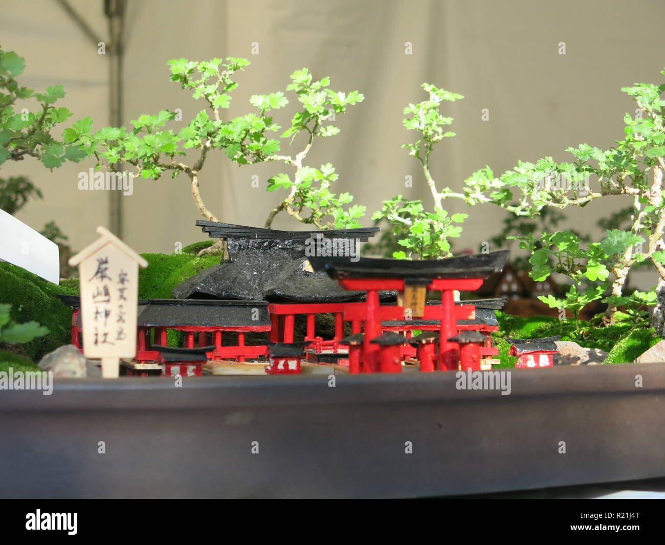 The Japanese art of chrysanthemum bonsai growing - the October 2018 ...