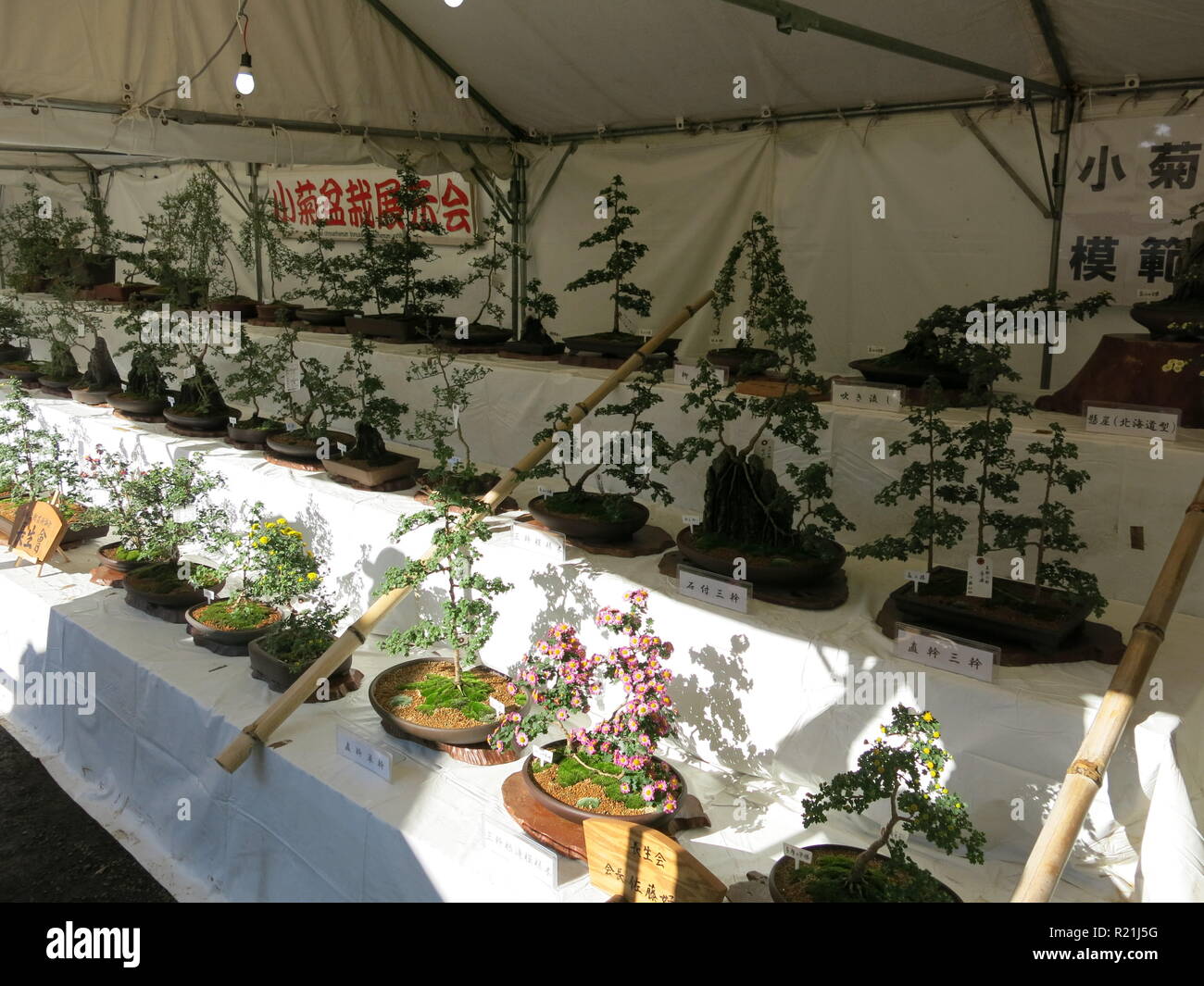 The Japanese art of chrysanthemum bonsai growing - the October 2018 ...