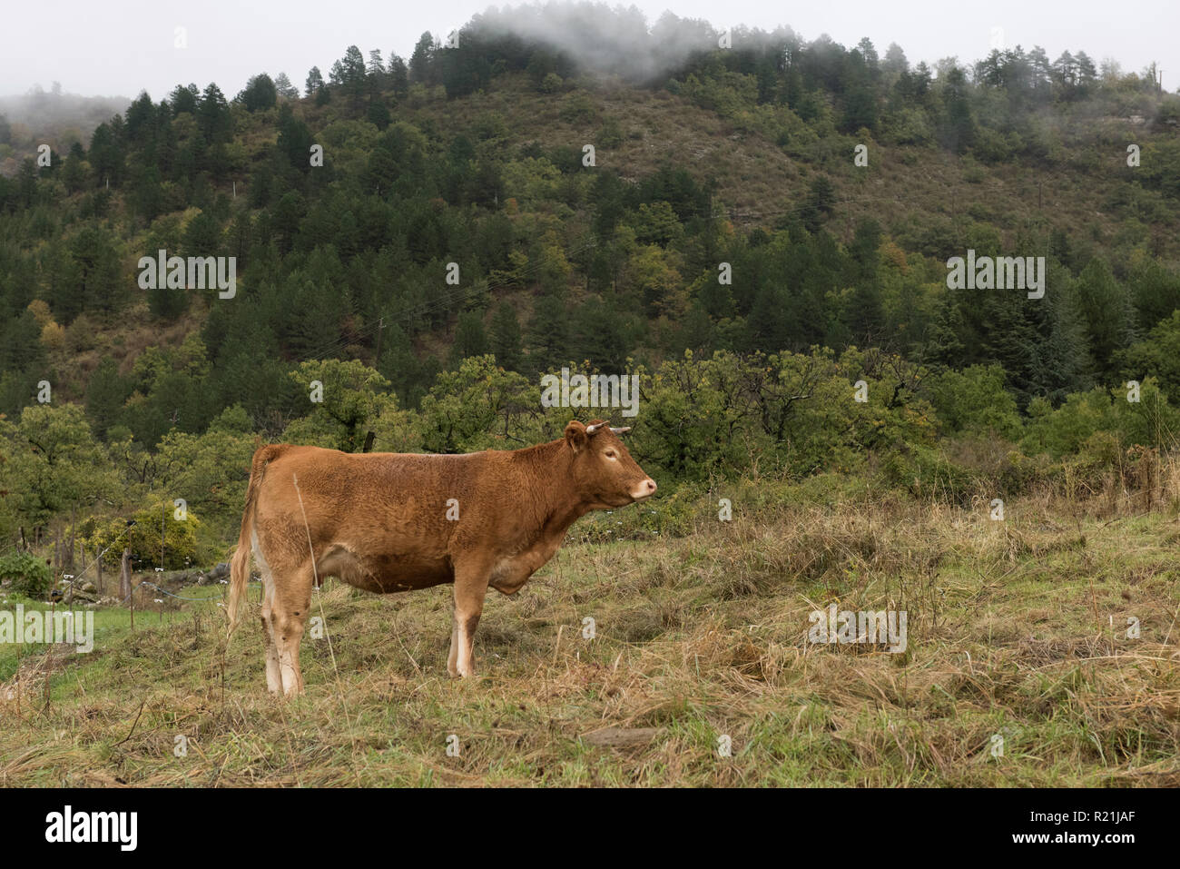 Cows Ardèche France Stock Photo - Alamy