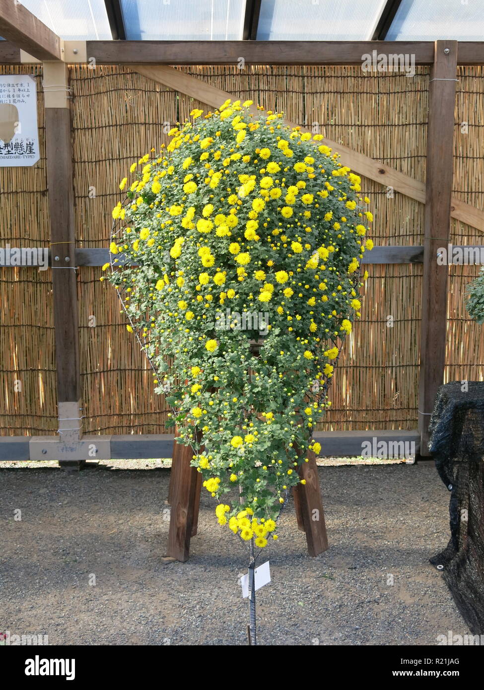 Photo of a yellow teardrop, one of the magnificent specimens in the ...