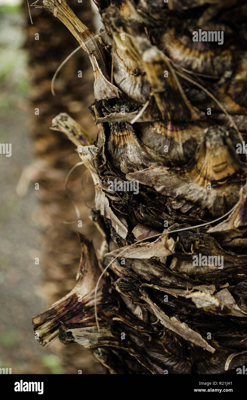 close up to bark of a palm tree, textured background of a natural palm ...