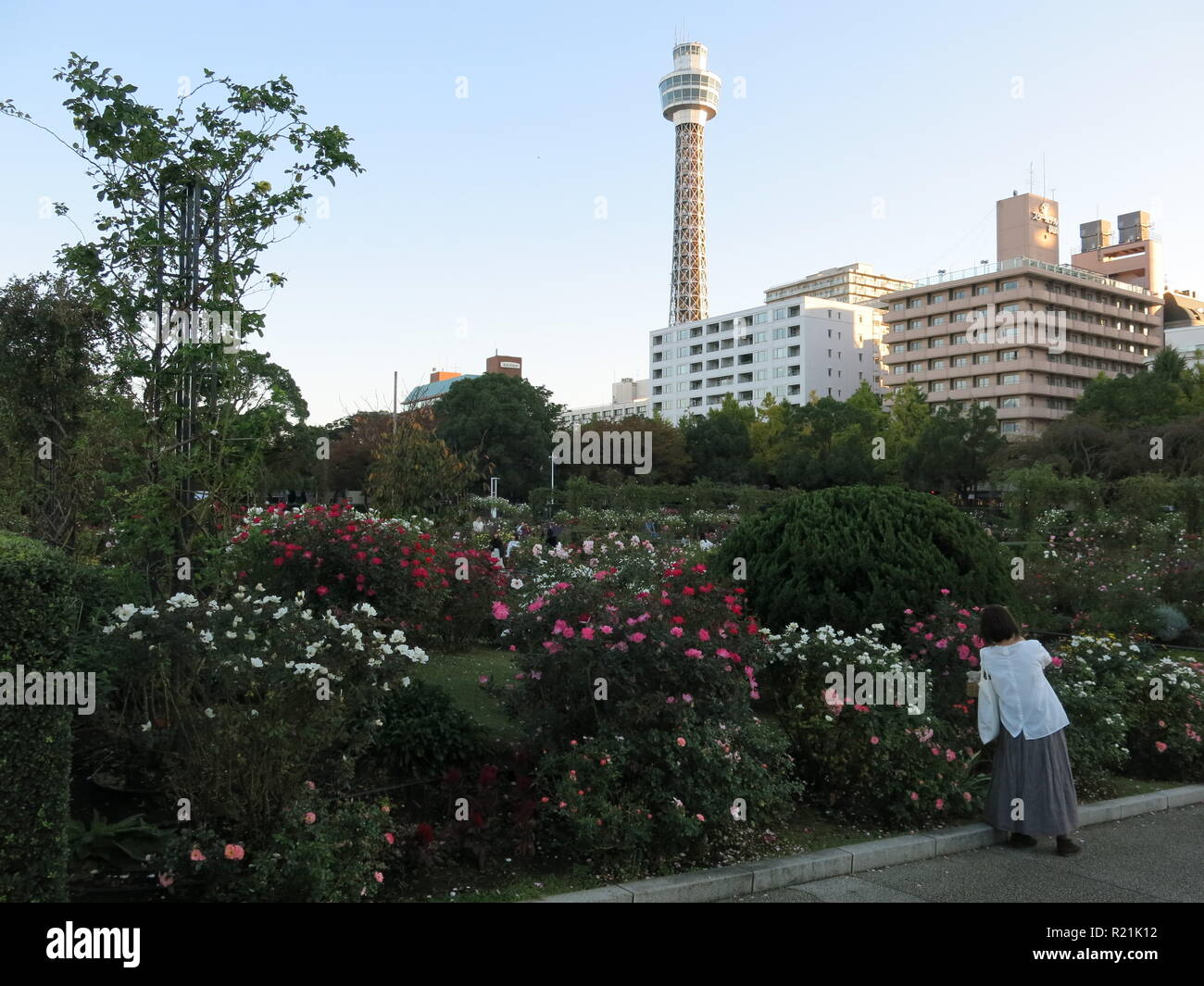 The "Rose Garden of the Future" on the waterfront at Yamashita Park in ...