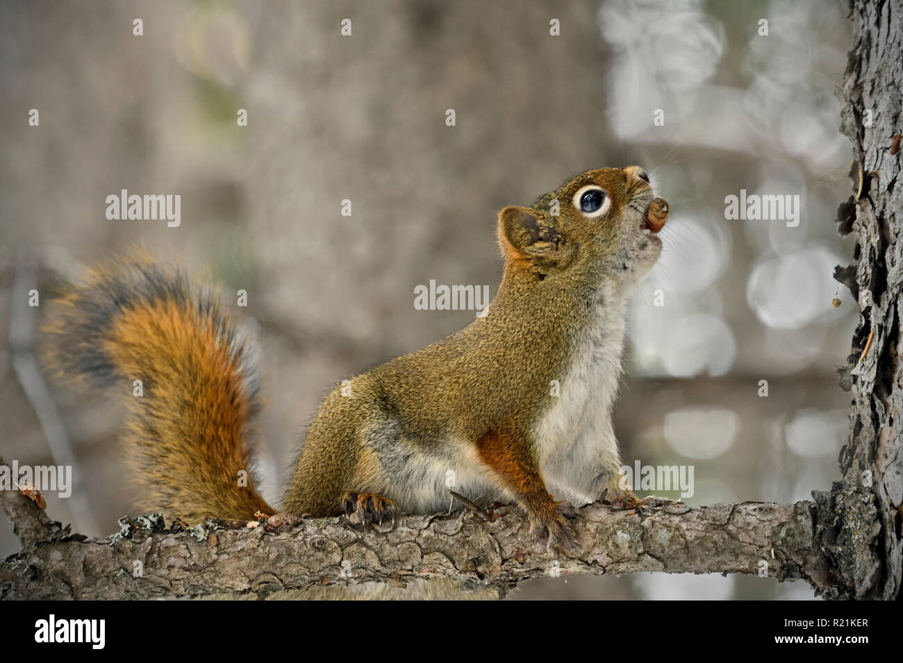 Aggressive squirrels hi-res stock photography and images - Alamy