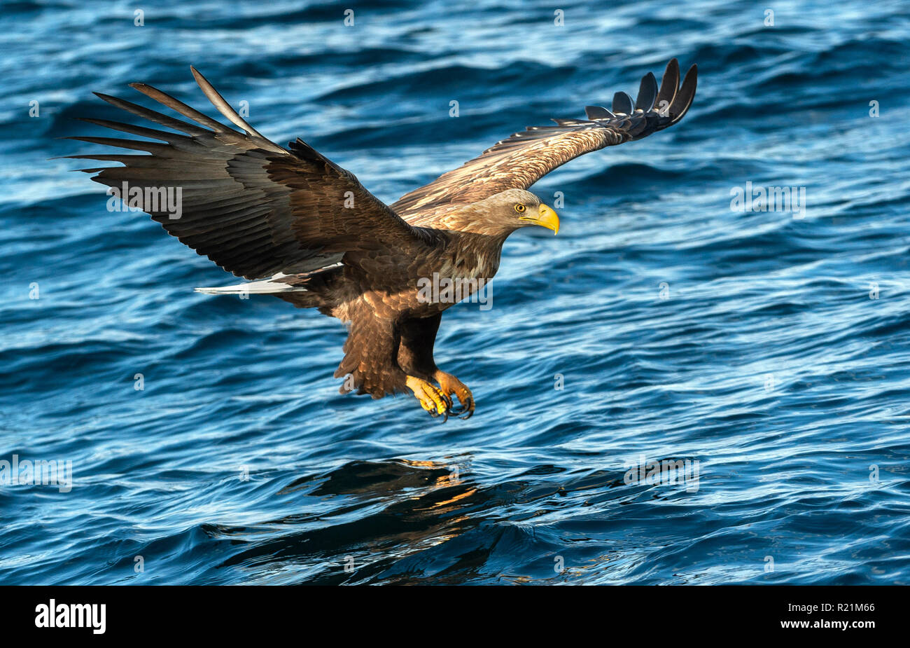 Adult White-tailed eagles fishing. Blue Ocean Background. Scientific ...