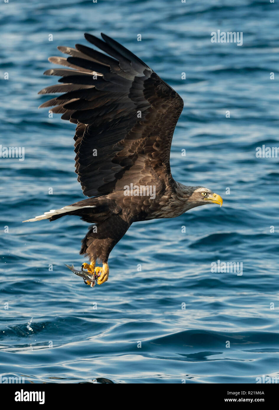 Adult White-tailed eagles fishing. Blue Ocean Background. Scientific ...