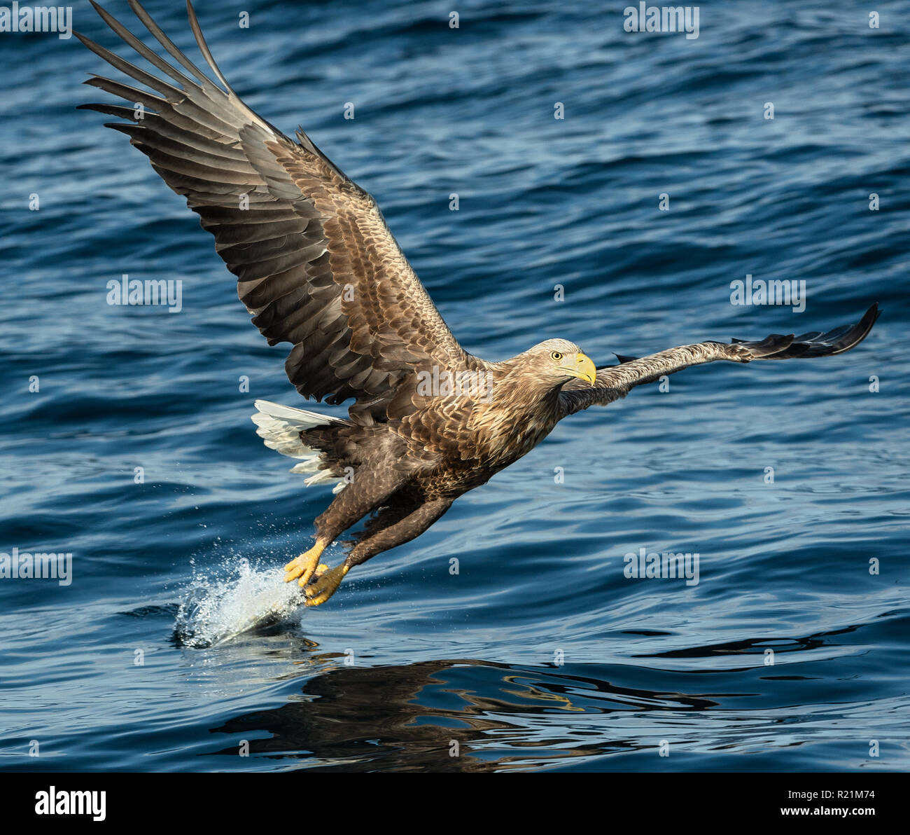 Adult White-tailed eagles fishing. Blue Ocean Background. Scientific ...