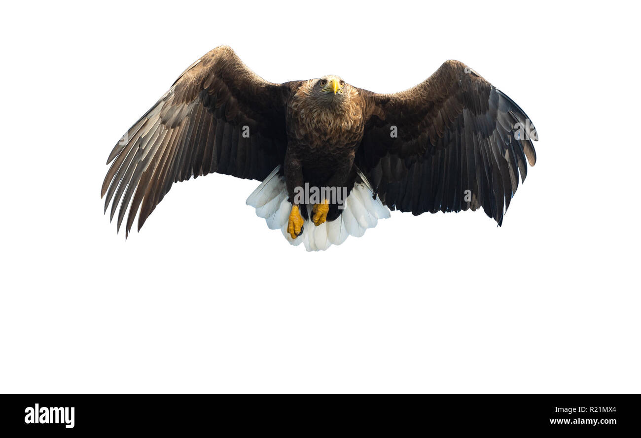 Adult White-tailed eagle in flight. Front view. Isolated on White ...