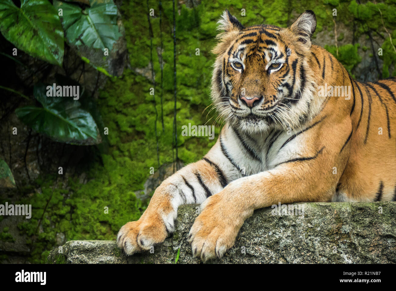 Bengal Tiger in forest Stock Photo - Alamy
