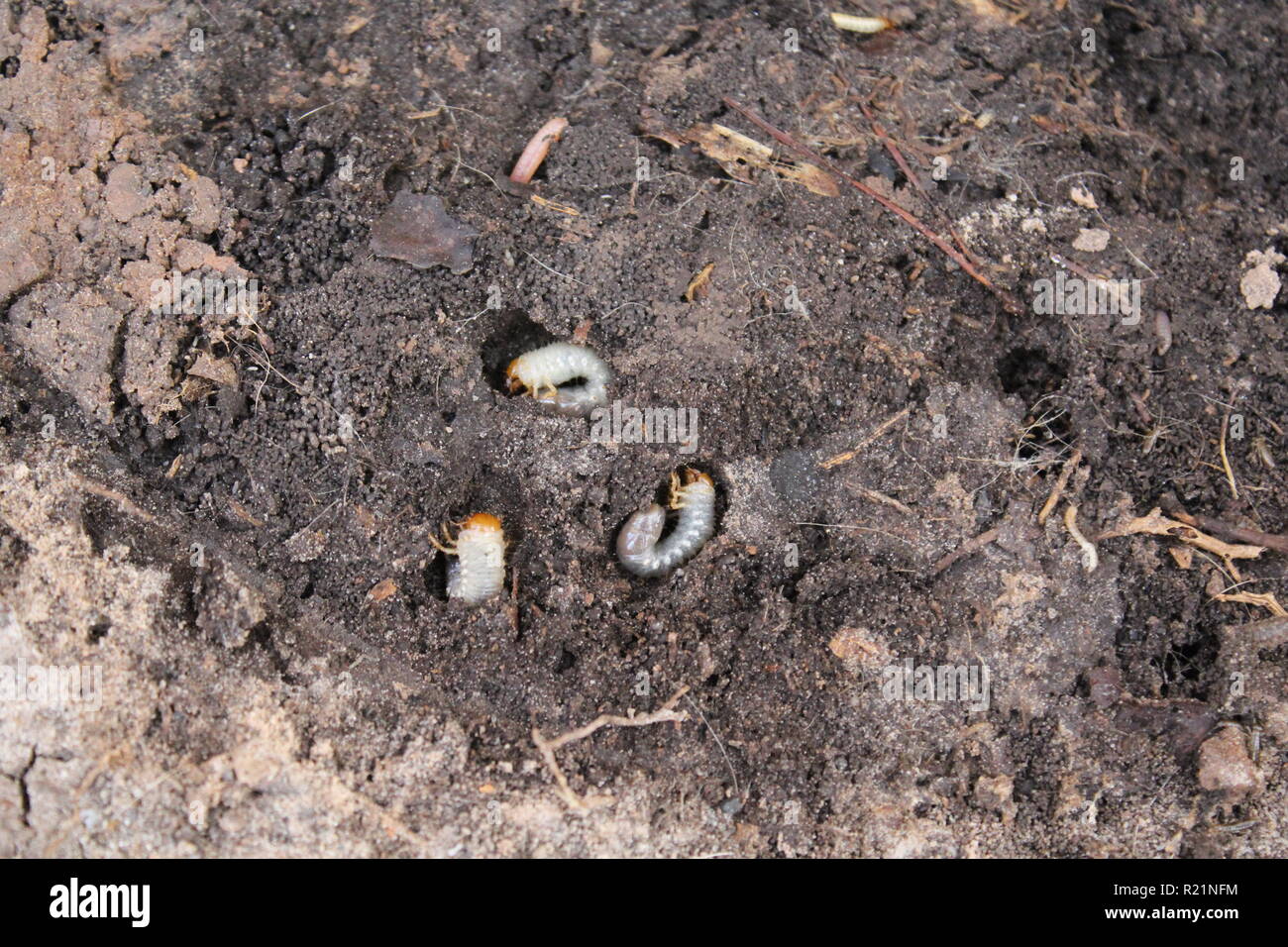 Orange Grubs High Resolution Stock Photography and Images - Alamy