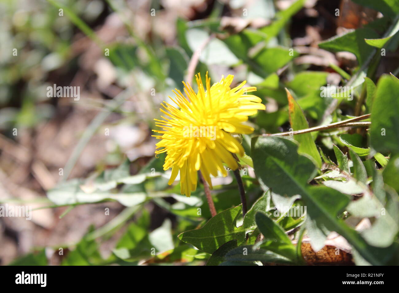 Dandilion leaves hi-res stock photography and images - Alamy