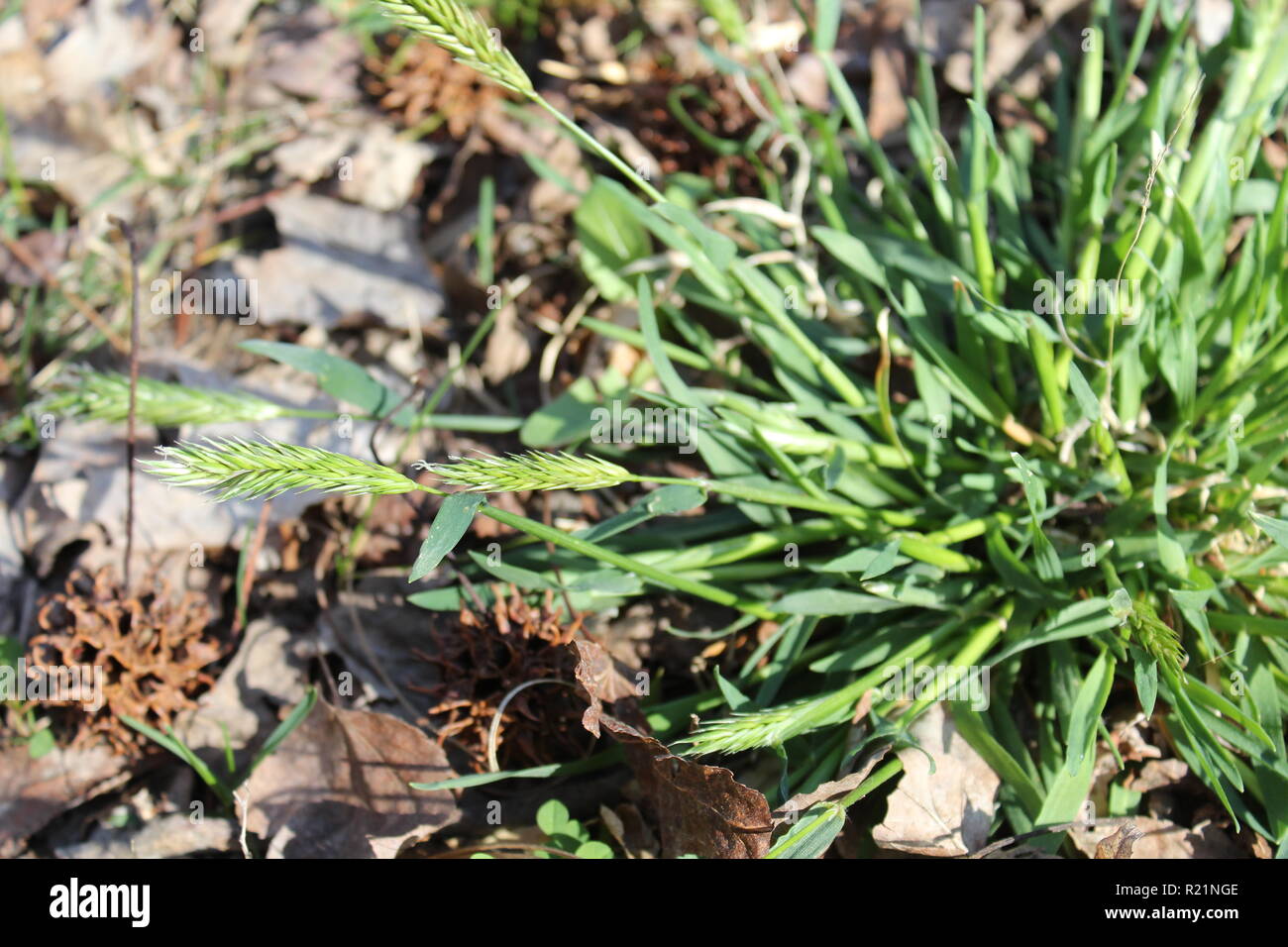 grass in bloom Stock Photo - Alamy