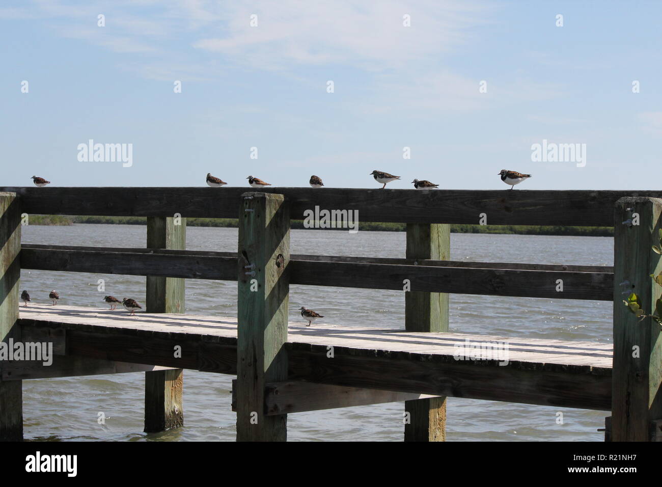 Riverside wildlife hi-res stock photography and images - Alamy