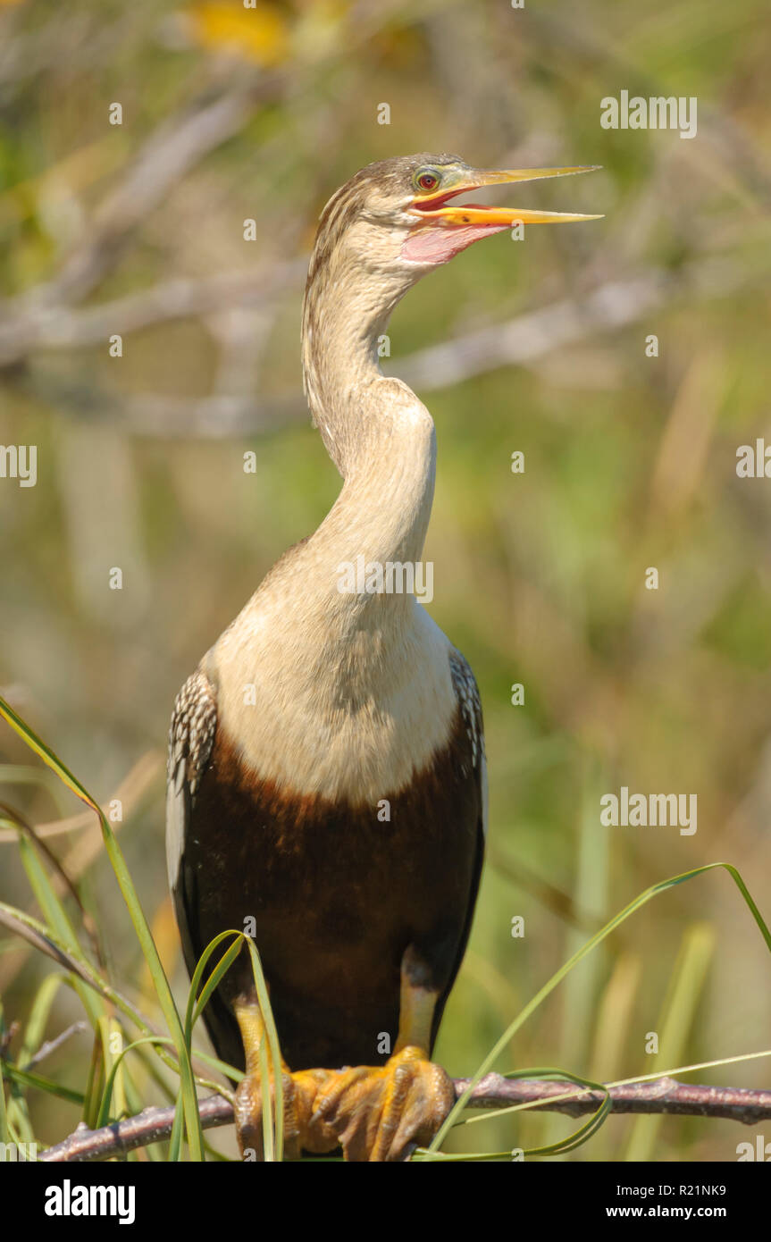 Anhinga, (Anhinga anhinga) also known as Snakebird, Everglades National ...