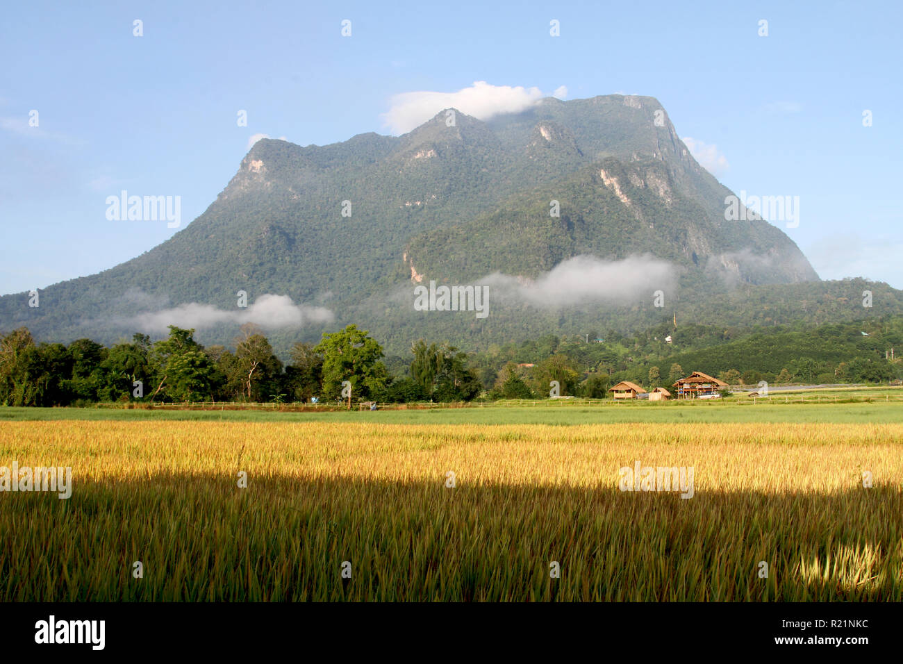 The peaceful in countryside feature with big mountain and a paddy field ...