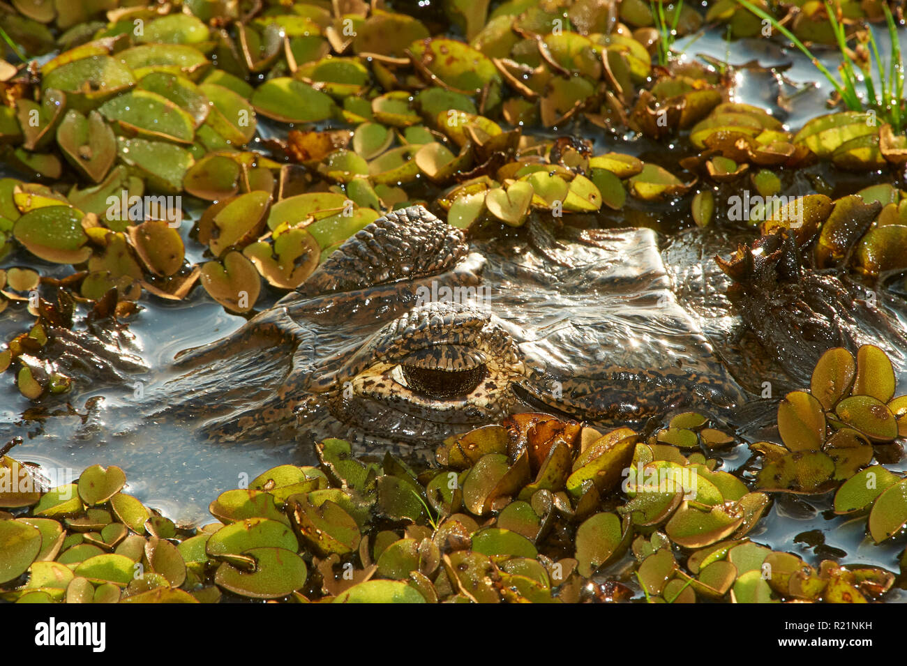Yacare close hi-res stock photography and images - Alamy