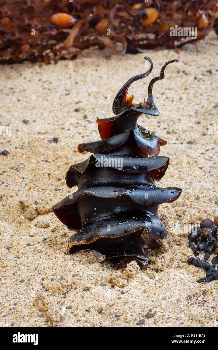 Shark Egg Australia Hi res Stock Photography And Images Alamy Shark Egg Australia Hi res Stock Photography And Images Alamy