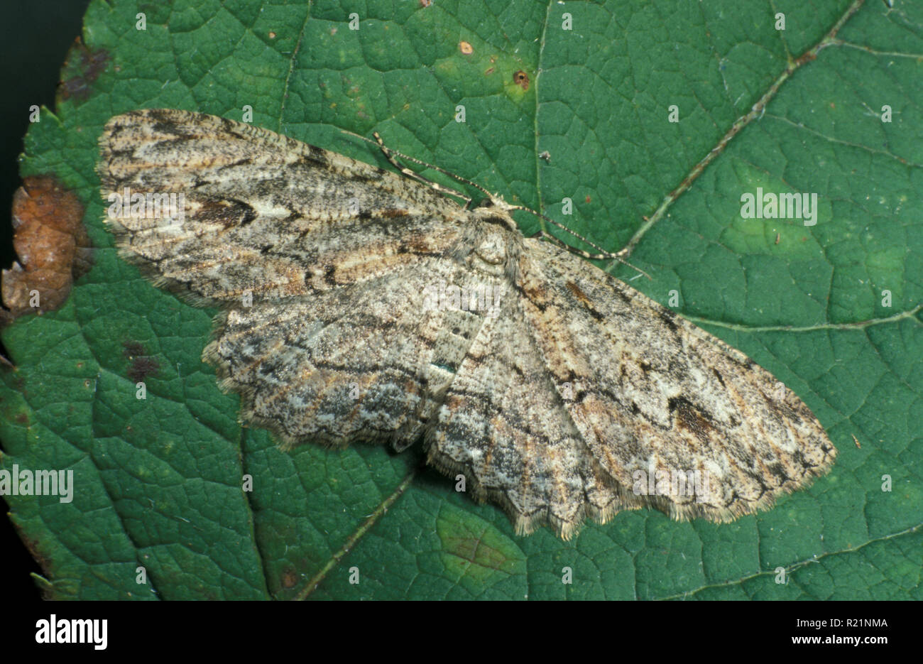 BARK MOTH (ECTROPSIS) GEOMETRIDAE Stock Photo - Alamy