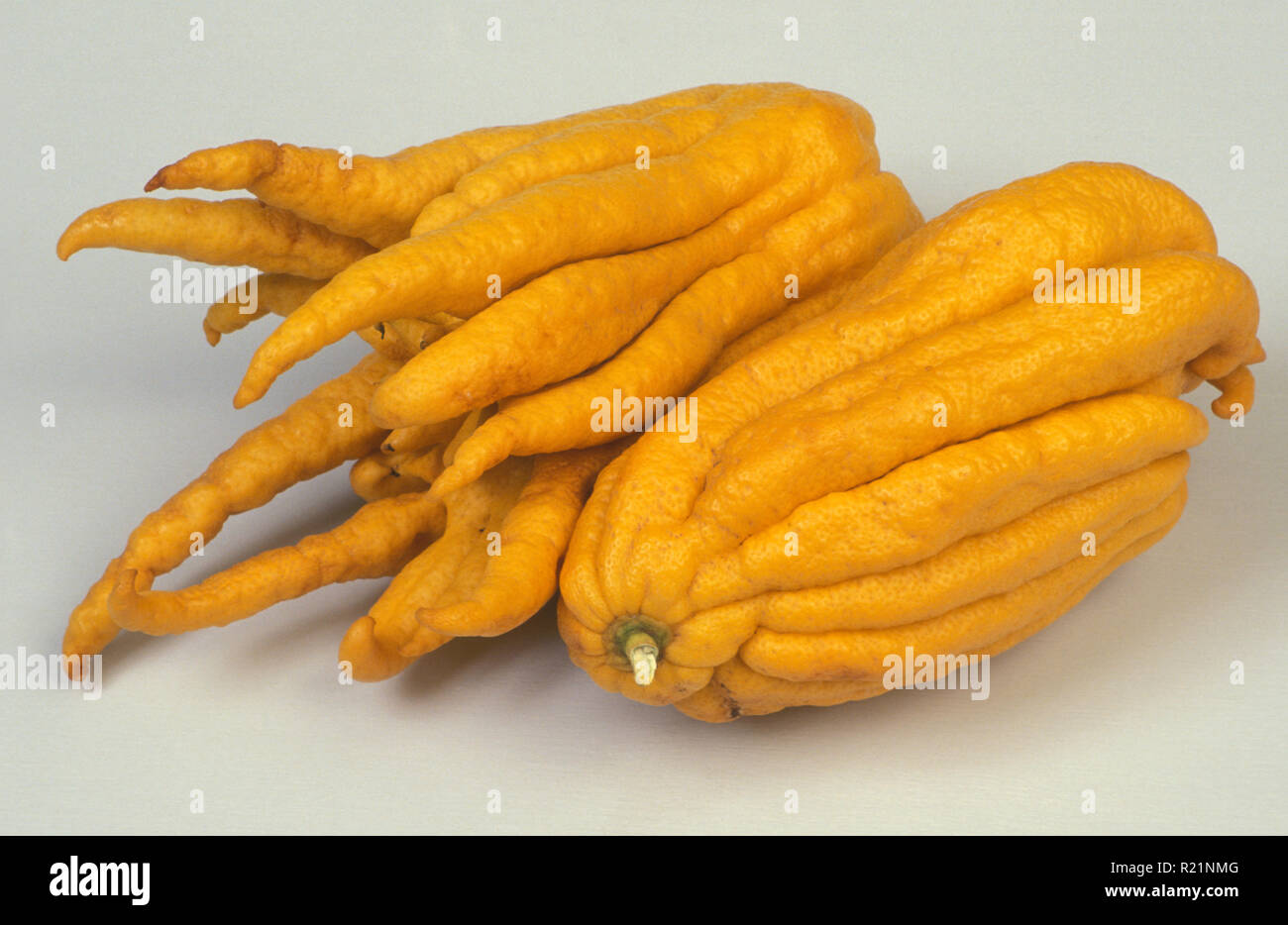 FINGER CITRONS 'BUDDHA'S HAND' (CITRUS MEDICA) RUTACEAE Stock Photo - Alamy