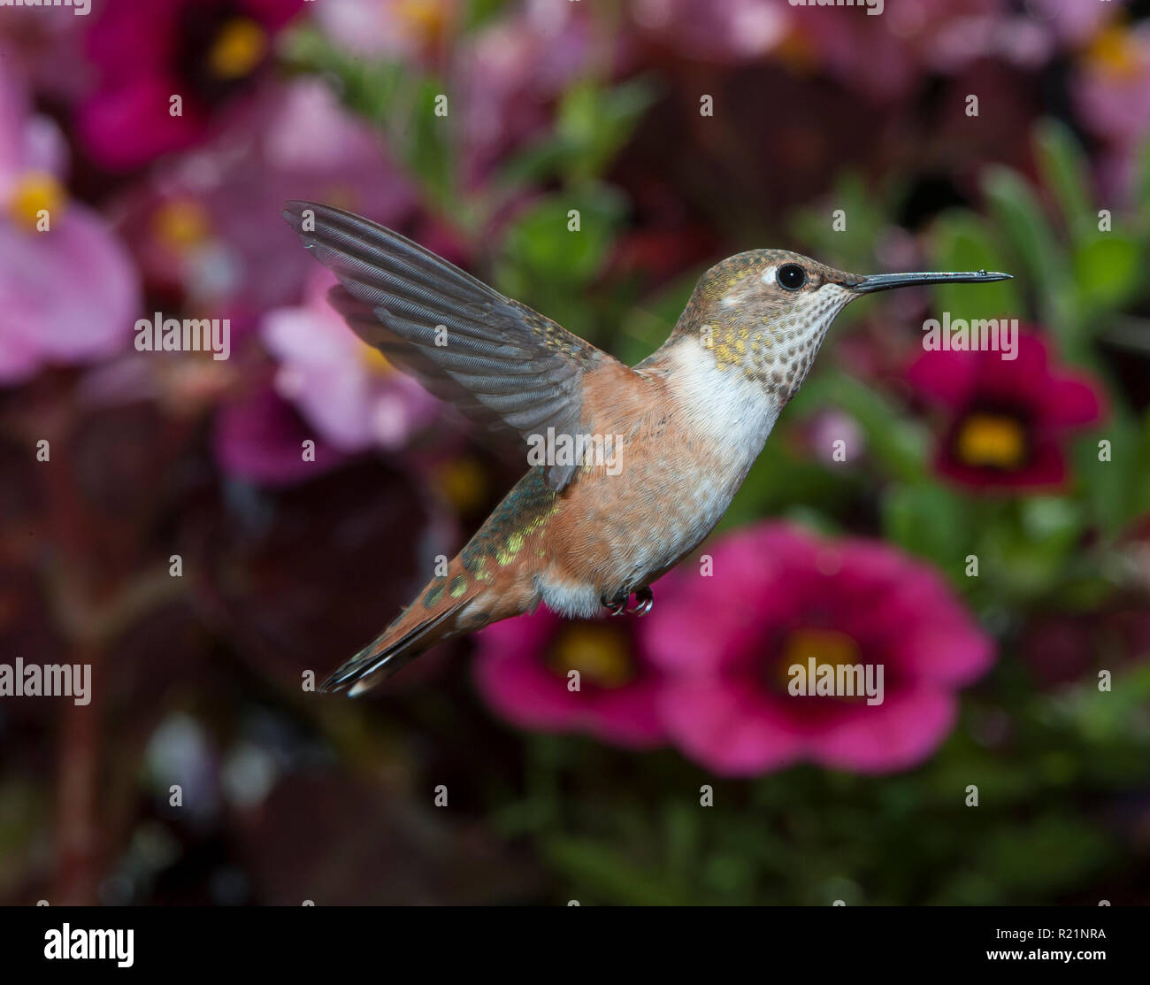 Female rufous hummingbird hi-res stock photography and images - Alamy