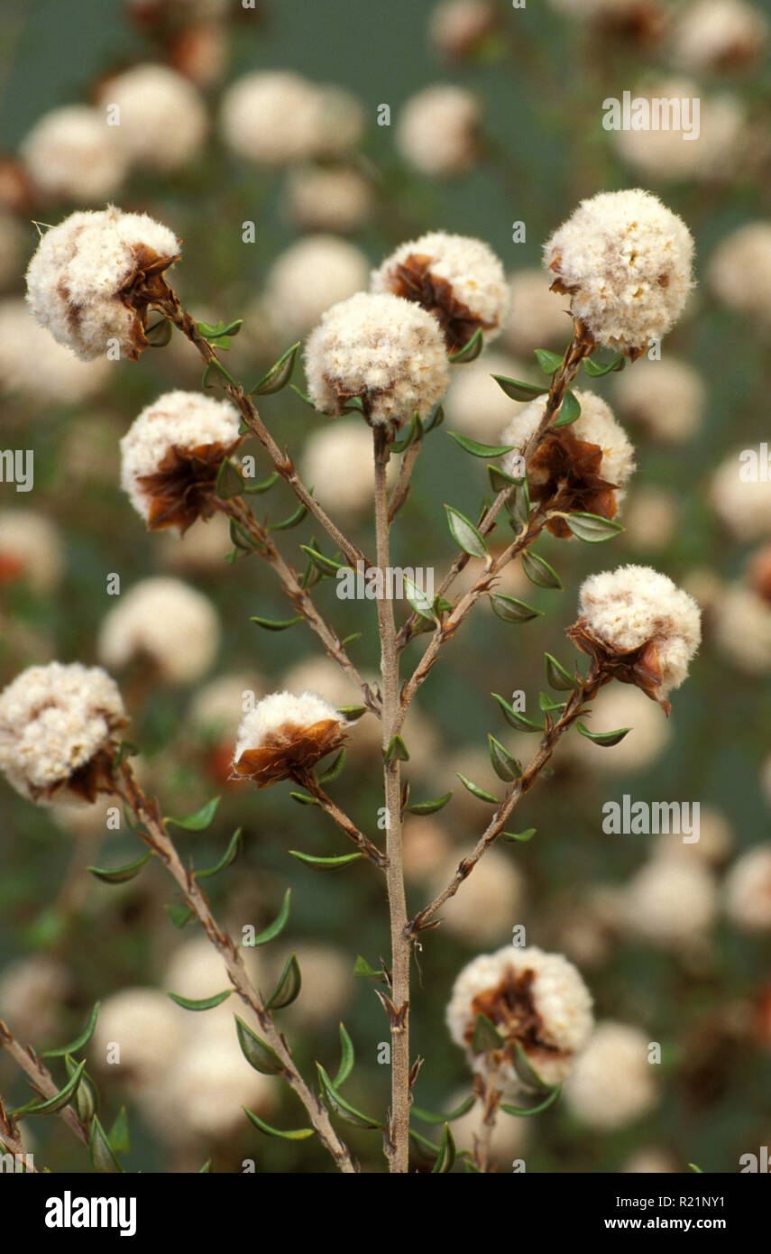 Corroboree hi-res stock photography and images - Alamy