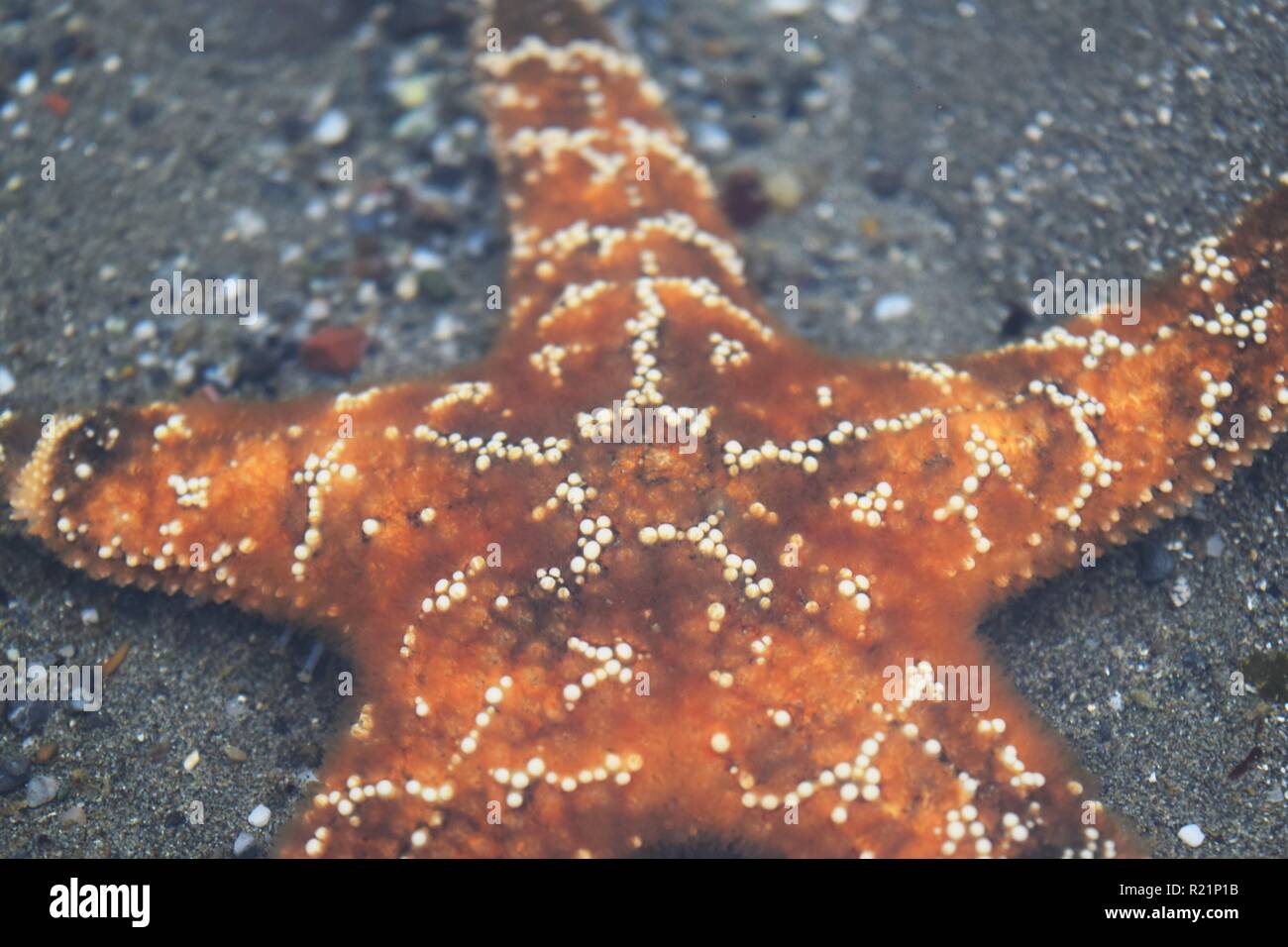Close up of starfish hi-res stock photography and images - Alamy