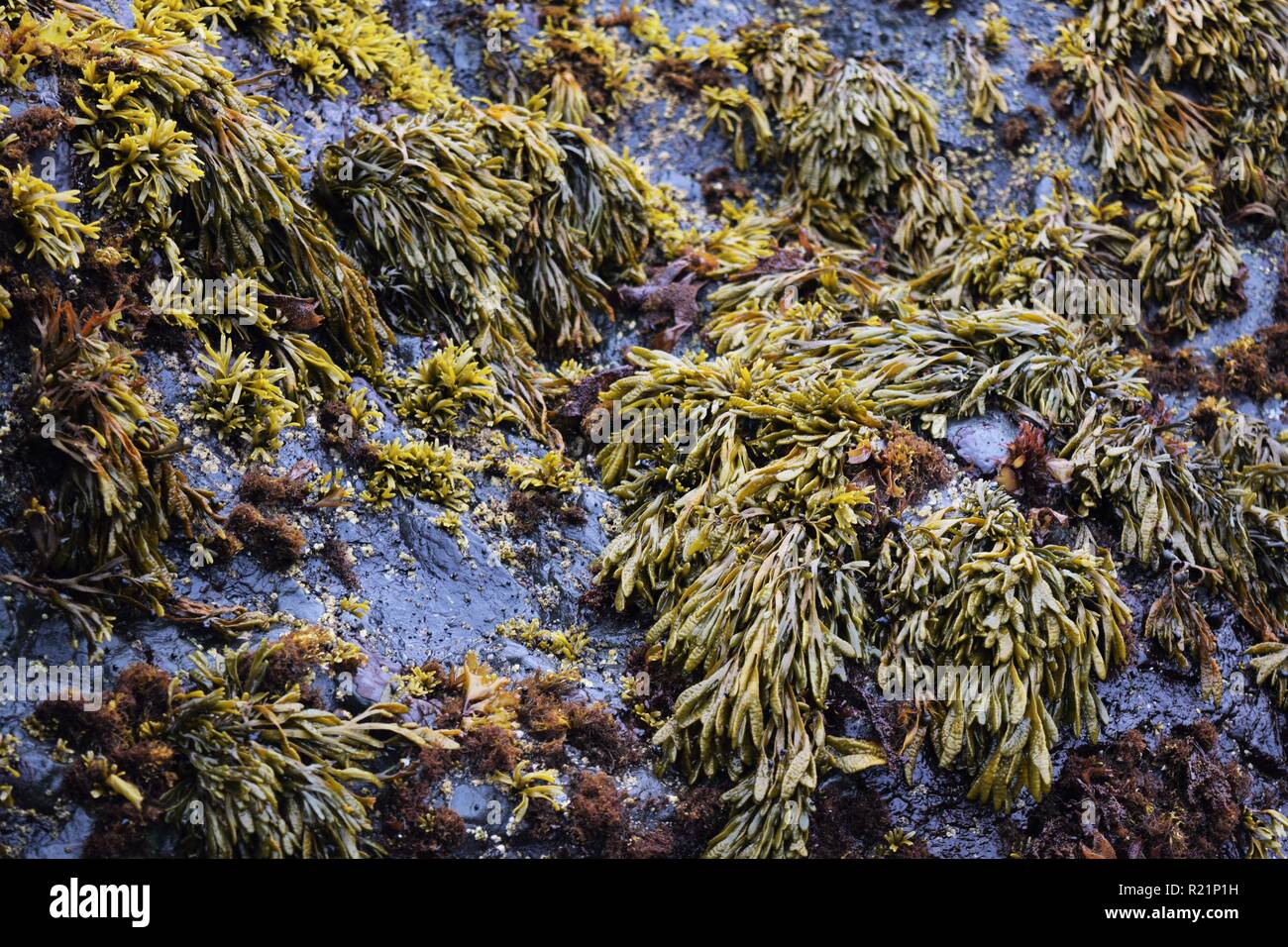 Rocks covered with seaweed hi-res stock photography and images - Alamy