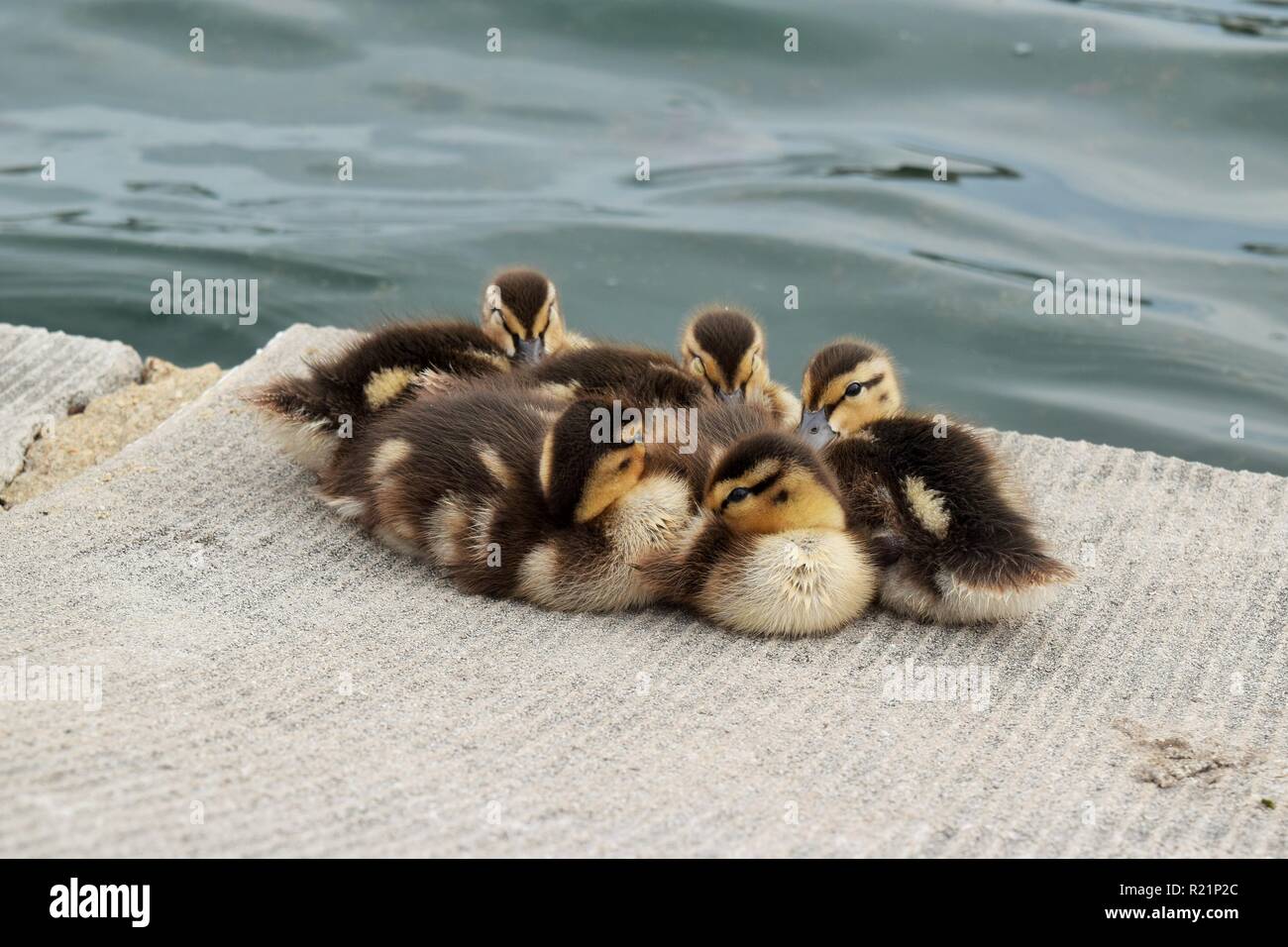 Huddle together hi-res stock photography and images - Alamy