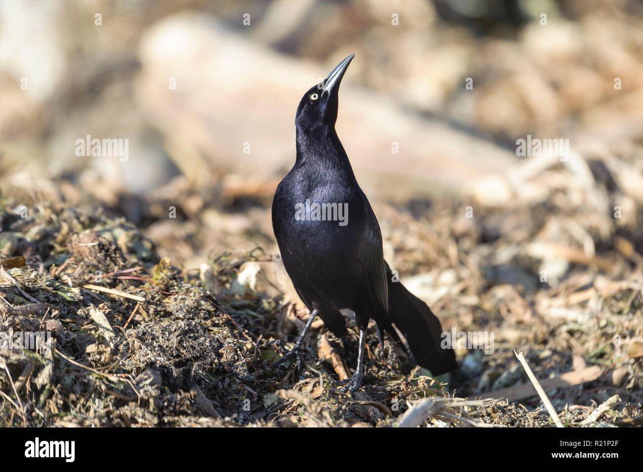 Great-tailed Grackle (Quiscalus mexicanus) Chapala, Jalisco, Mexico ...