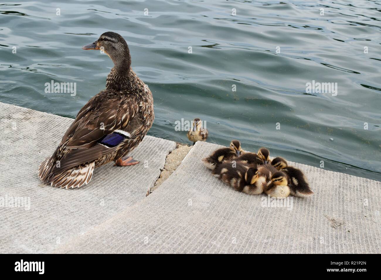 Mother duck and her ducklings Stock Photo - Alamy