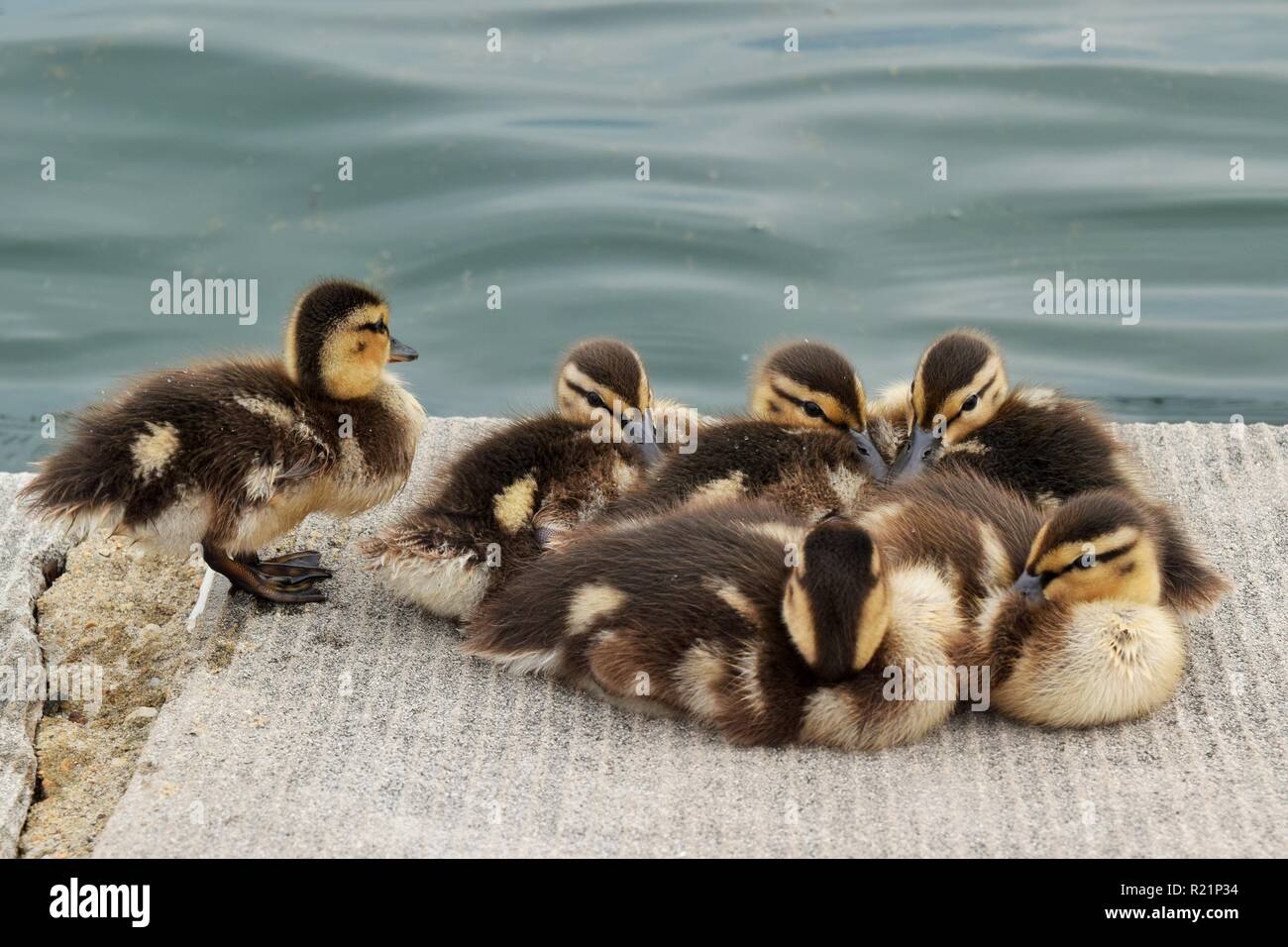 Ducklings picture hi-res stock photography and images - Alamy