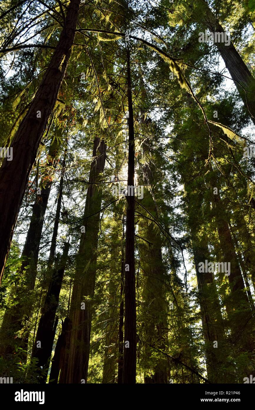 Sun behind the tree hi-res stock photography and images - Alamy