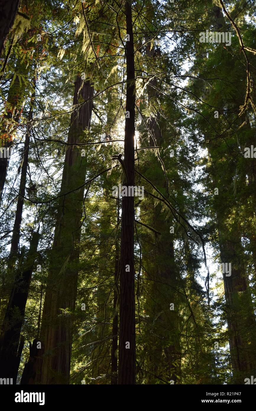 Sun behind Redwood tree Stock Photo - Alamy