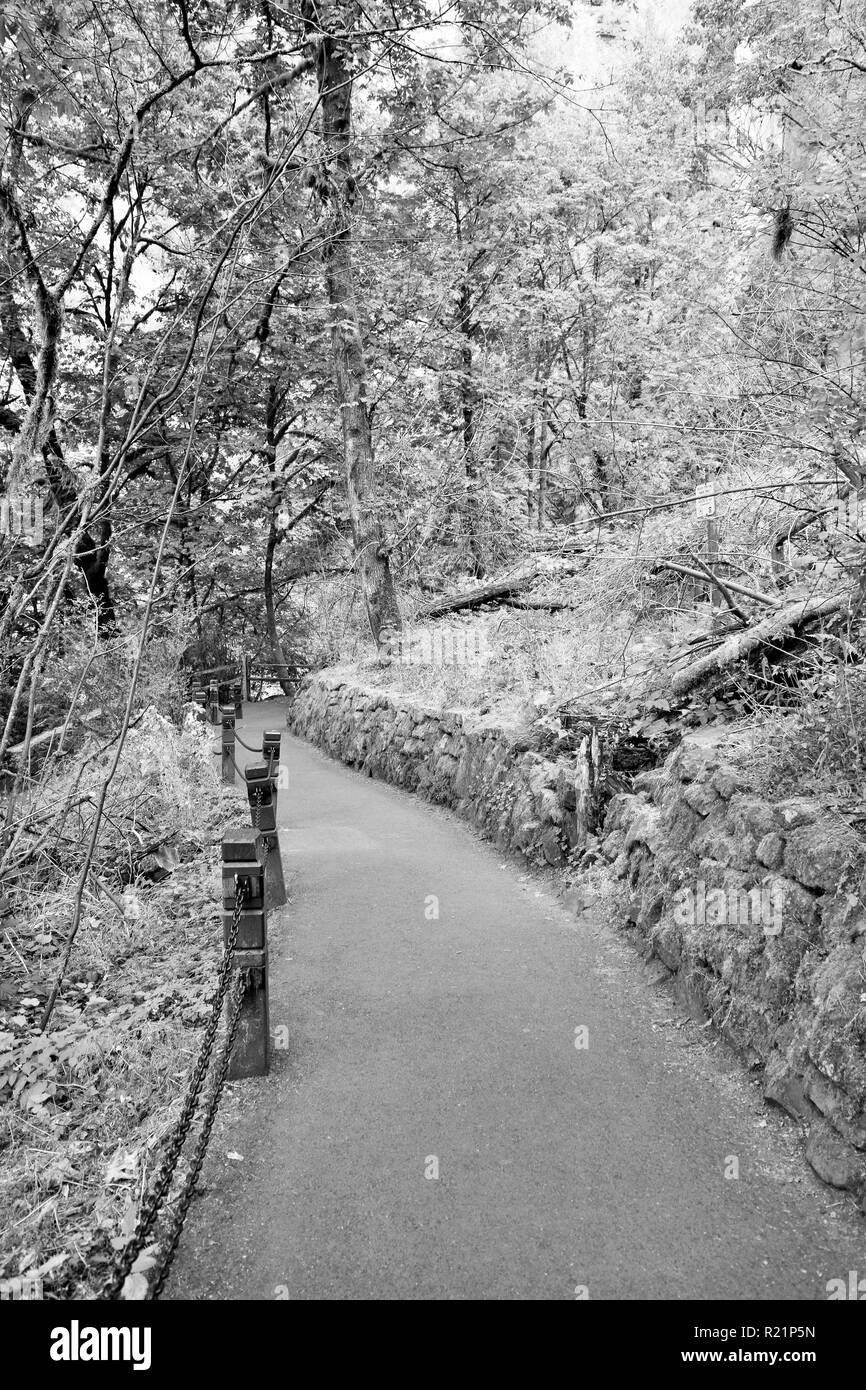 Oregon plants Black and White Stock Photos & Images - Alamy