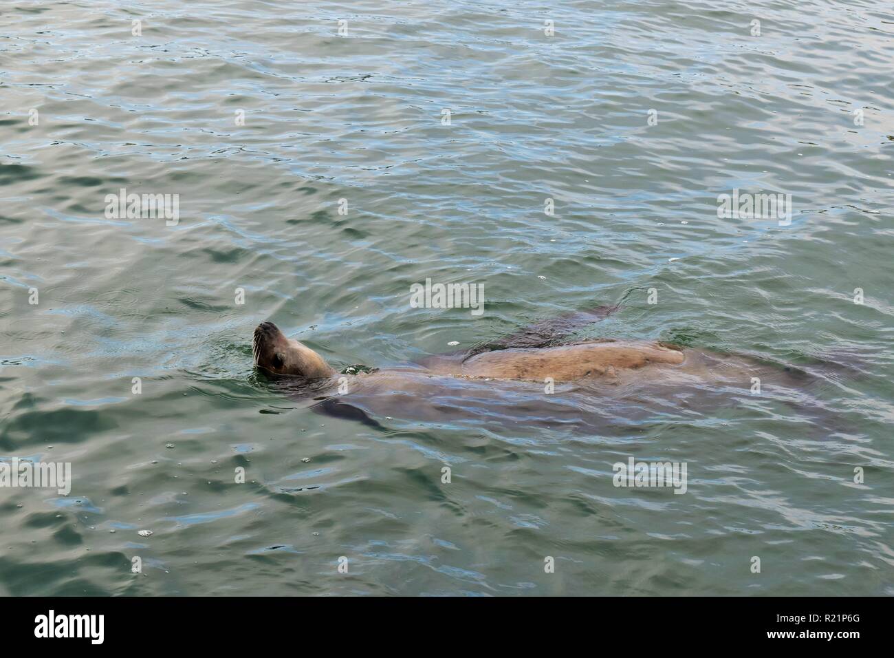 Sea lion head out water hi-res stock photography and images - Alamy