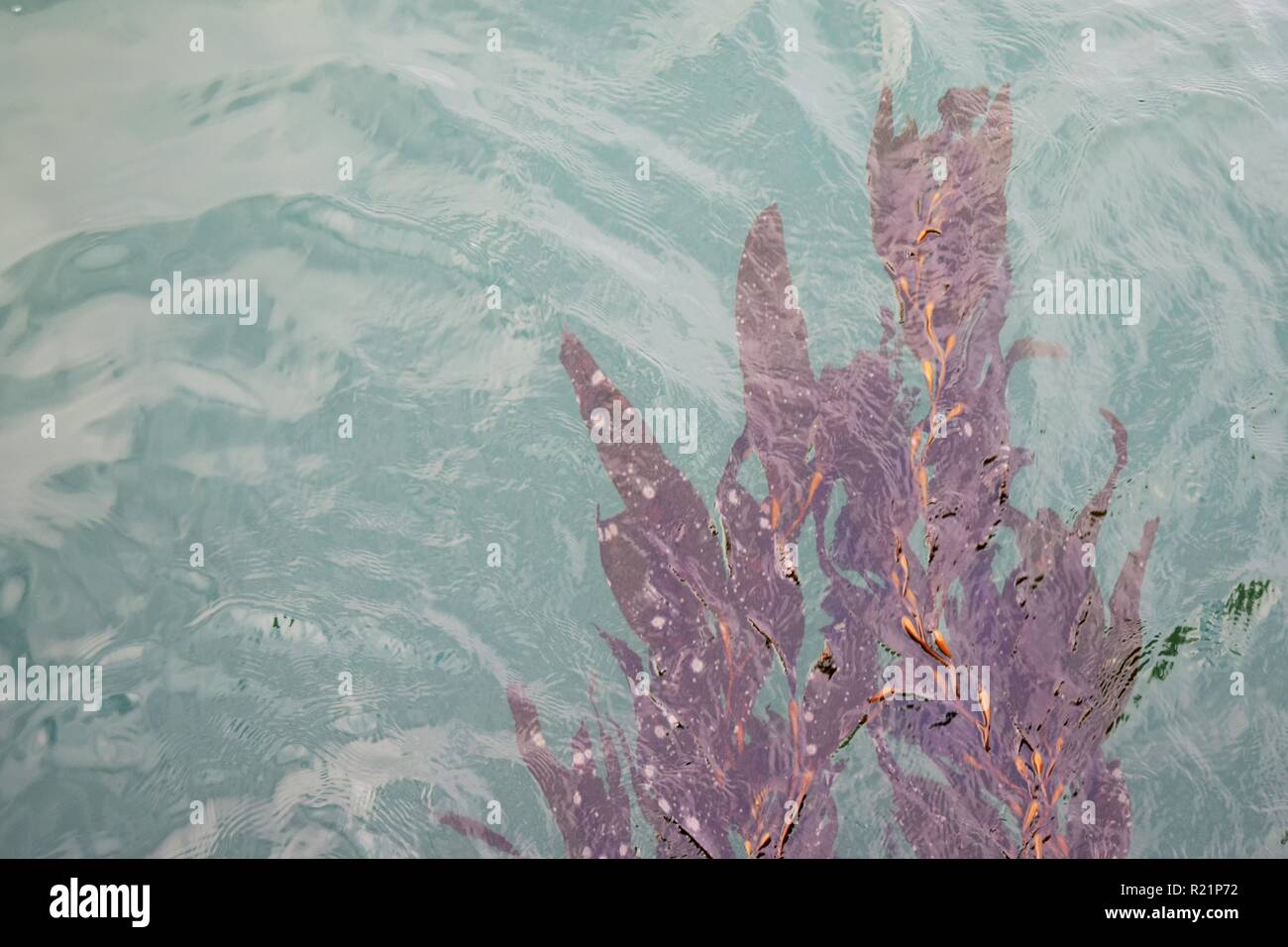 Seaweed Underwater Stock Photos & Seaweed Underwater Stock Images - Alamy