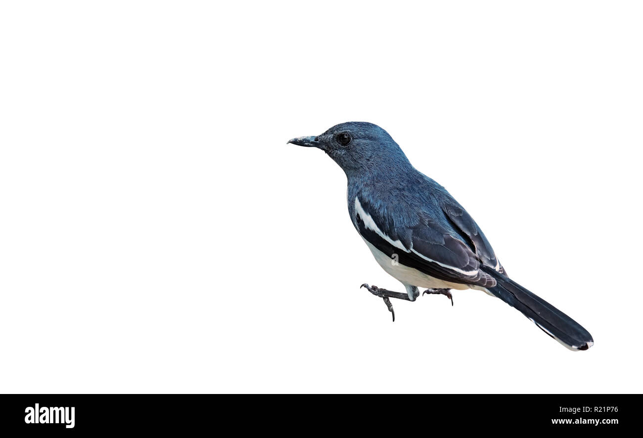 Closeup Oriental Magpie Robin or Copsychus Saularis Isolated on White ...