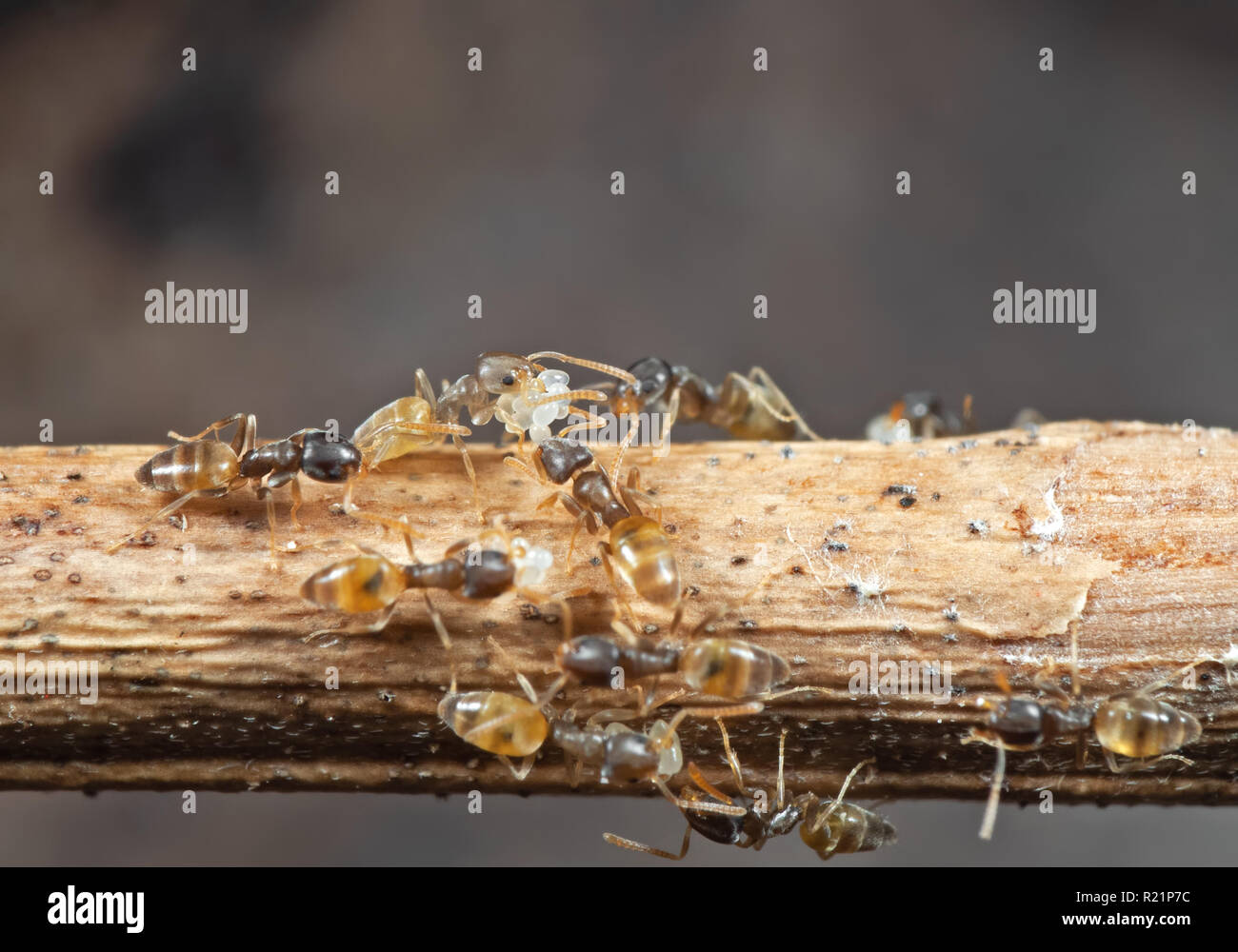 Macro Photography of Group of Tiny Ants Carrying Eggs and Running on ...