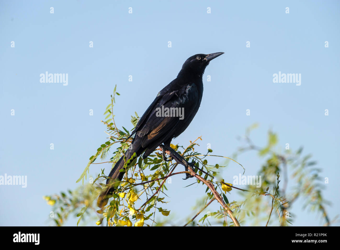 Great-tailed Grackle (Quiscalus mexicanus) AKA Mexican Grackle Lake ...