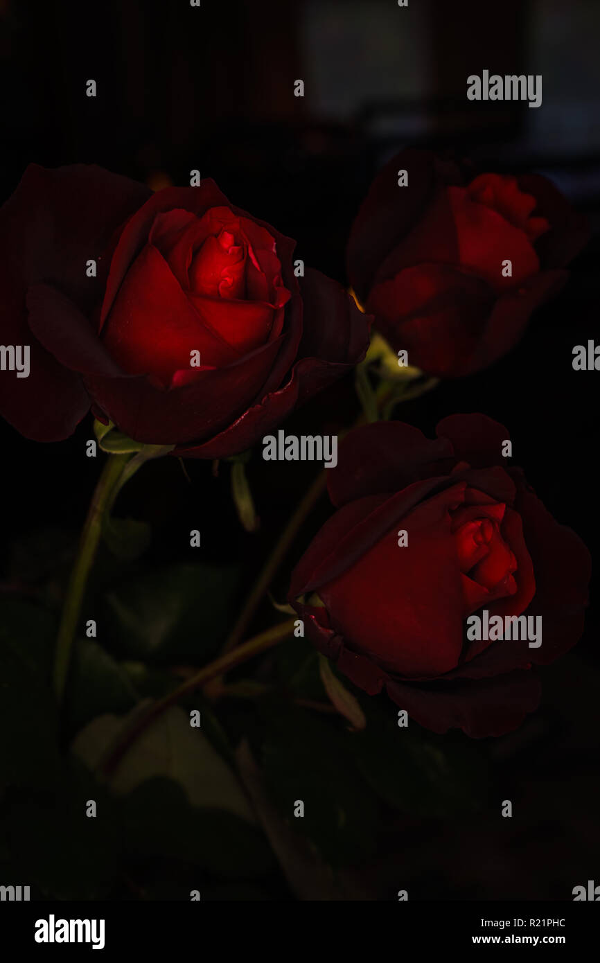 Three Sisters Rose Stock Photo - Alamy