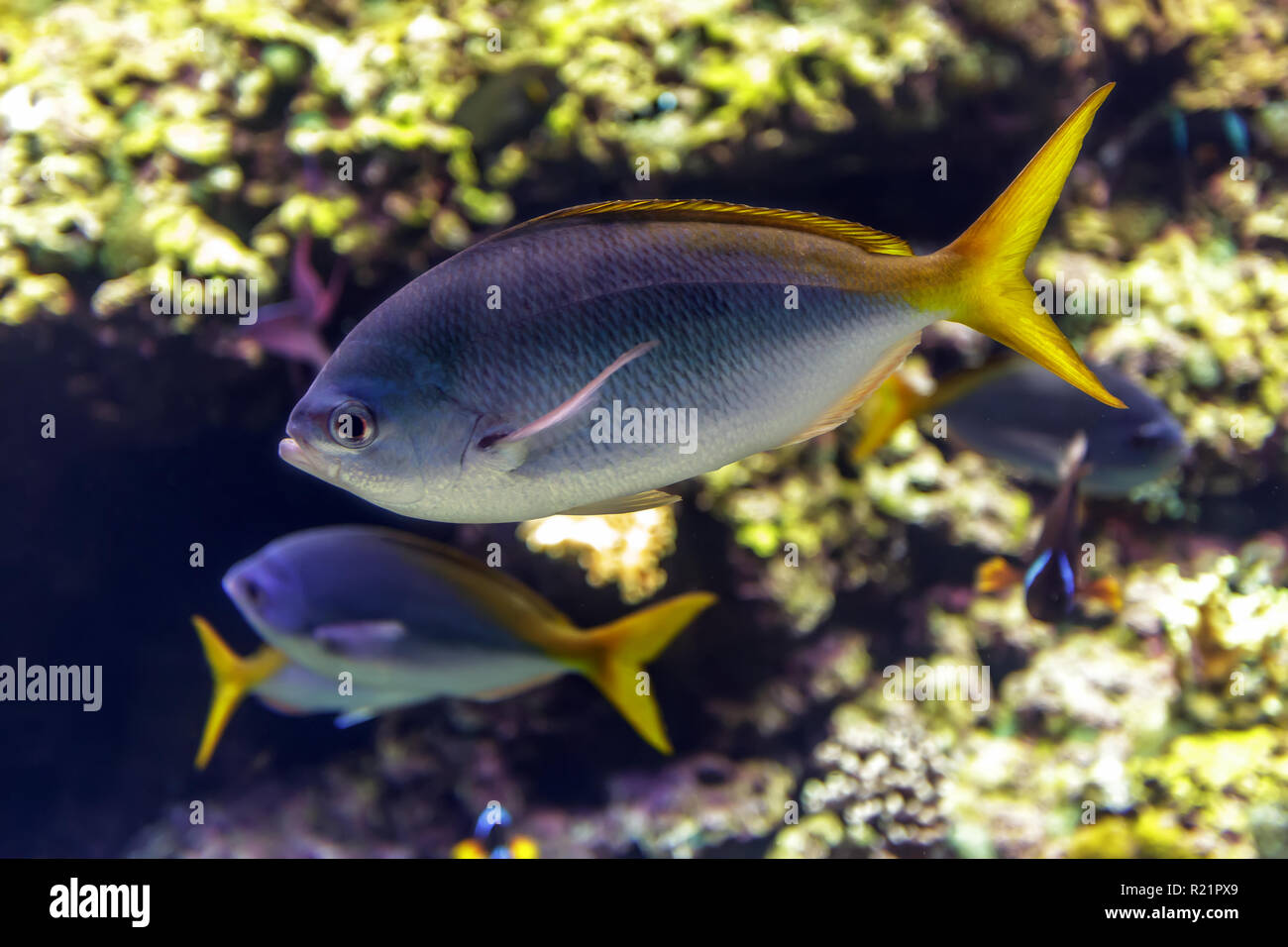 Exotic sea fish Trevally Stock Photo - Alamy