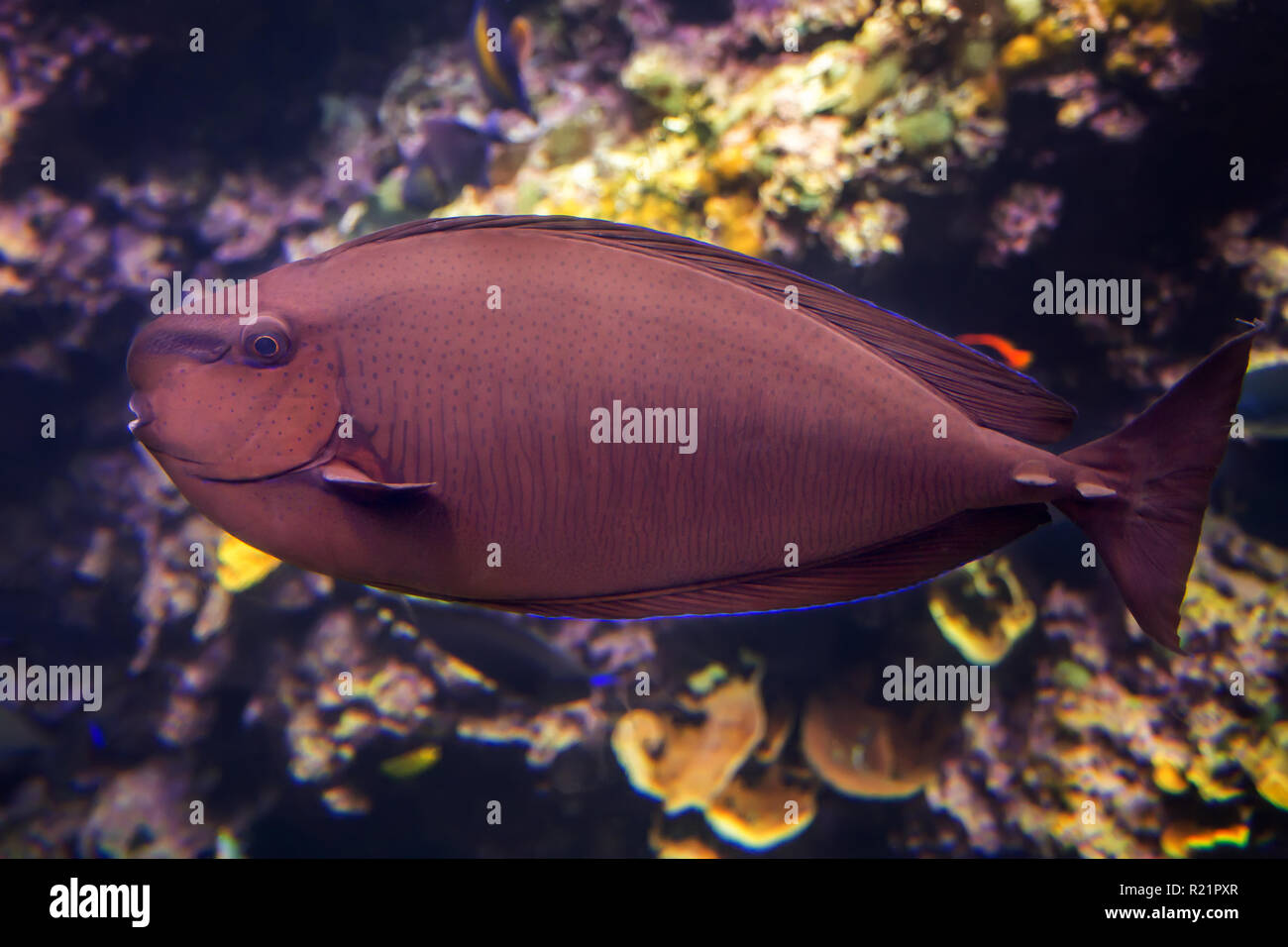 Exotic sea fish Squarenose Unicornfishes Stock Photo - Alamy