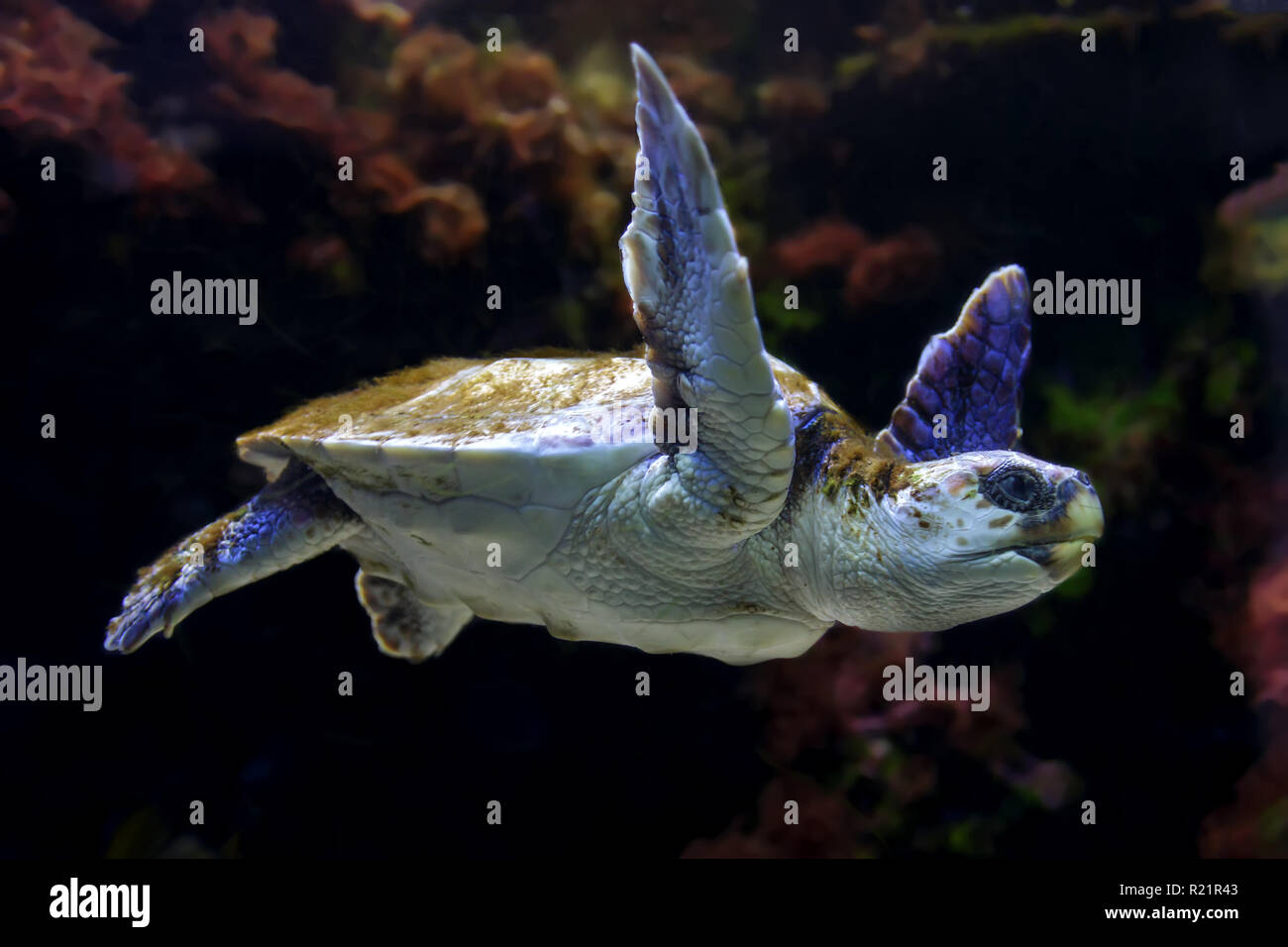 Big sea turtle in the deep sea Stock Photo - Alamy