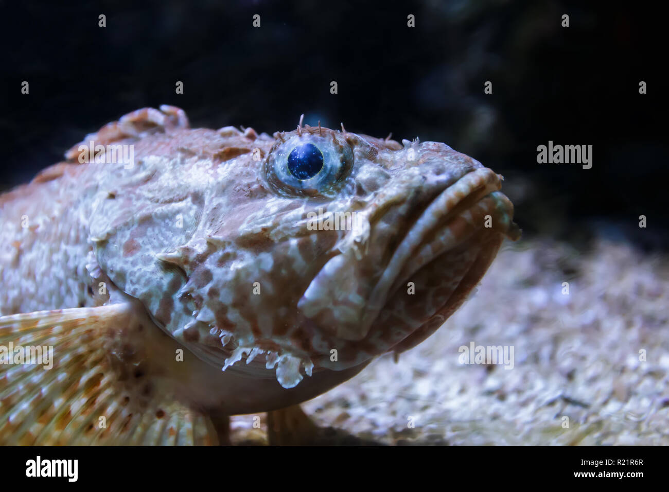 Exotic sea fish Indo-Pacific sergeant Stock Photo - Alamy