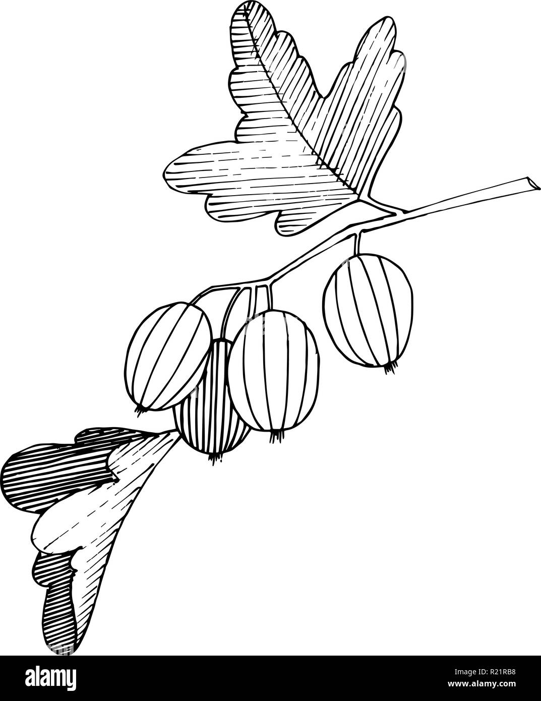 Vector. Black and white engraved ink art. Isolated gooseberry il Stock ...