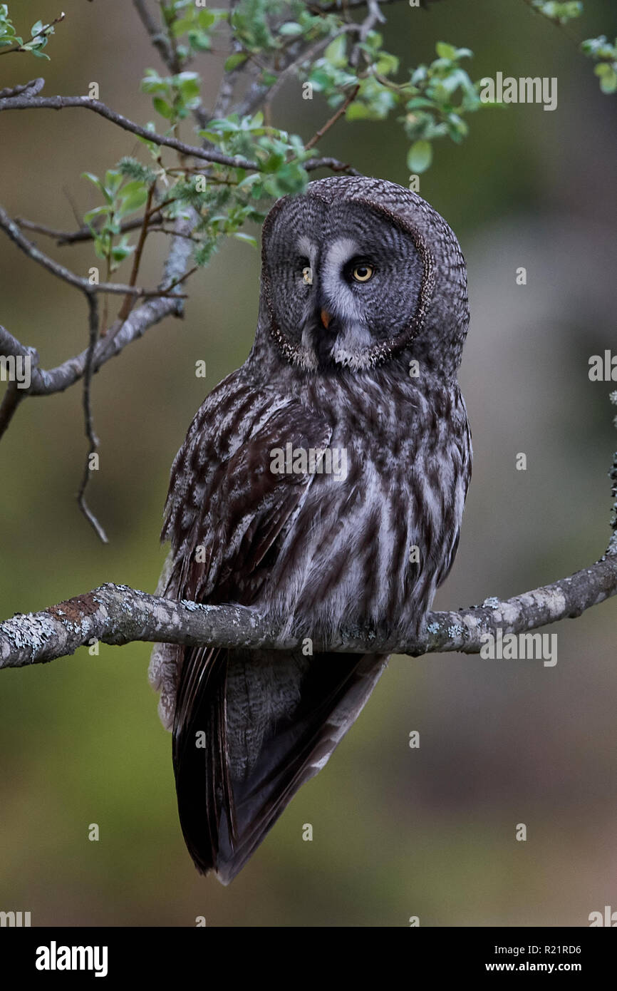 Great grey owl in its natural habitat in sweden Stock Photo - Alamy