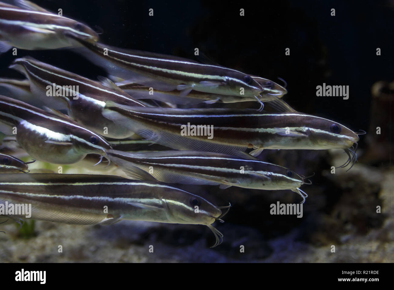 Exotic sea fish in the deep sea Stock Photo - Alamy