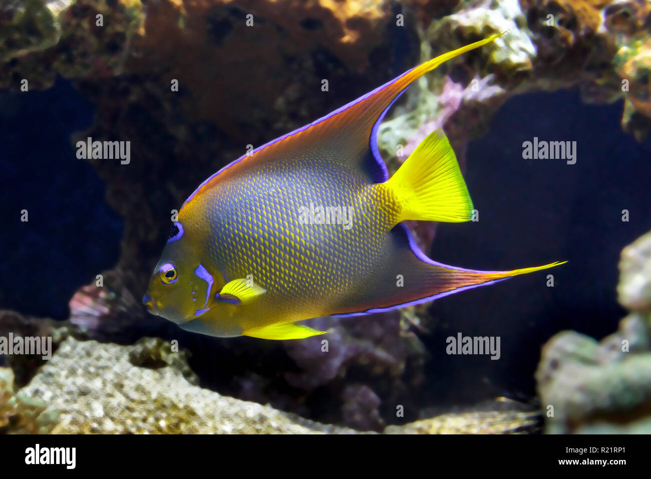 Exotic sea fish Angelfish Stock Photo - Alamy