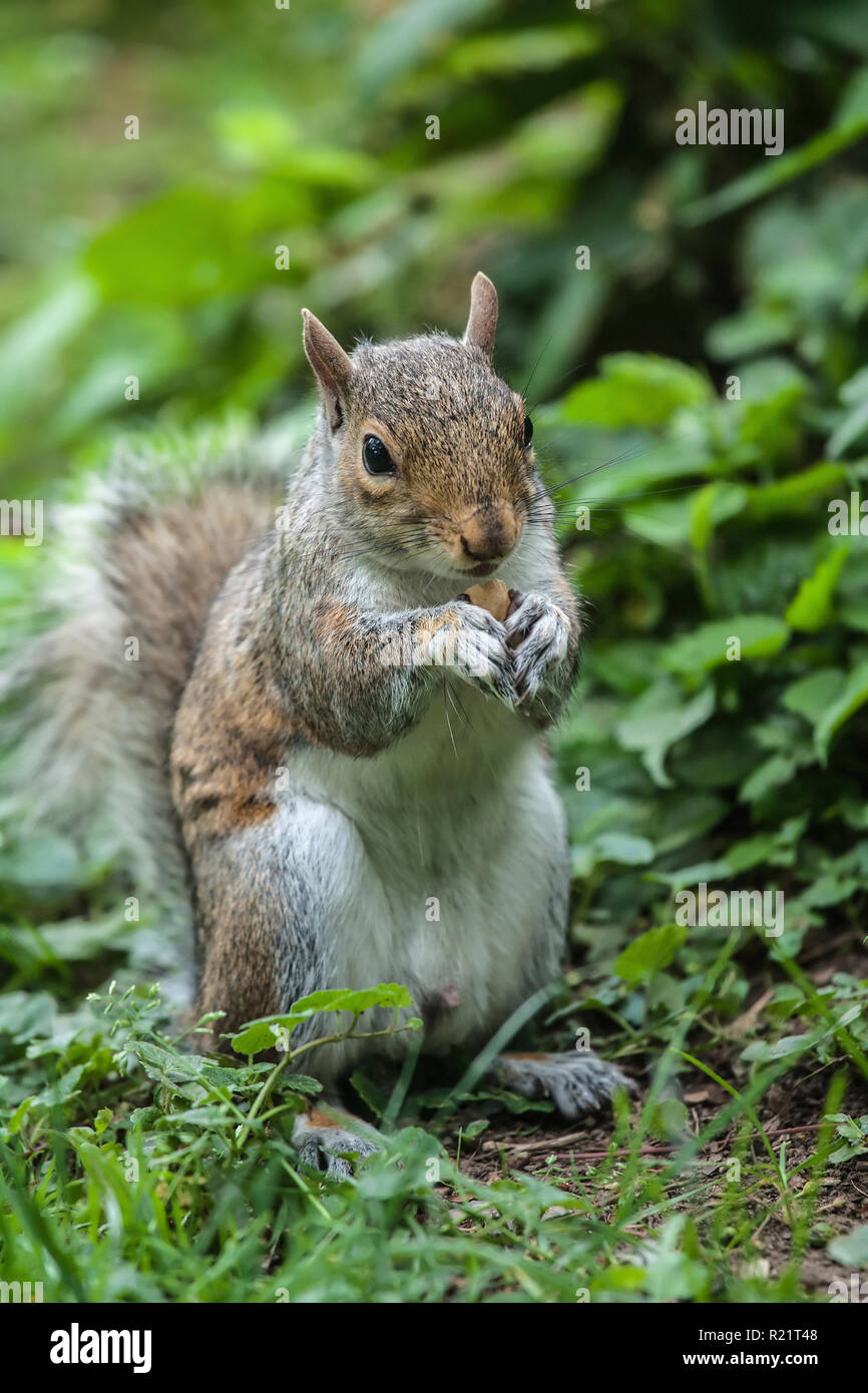 Busy squirrel hi-res stock photography and images - Alamy