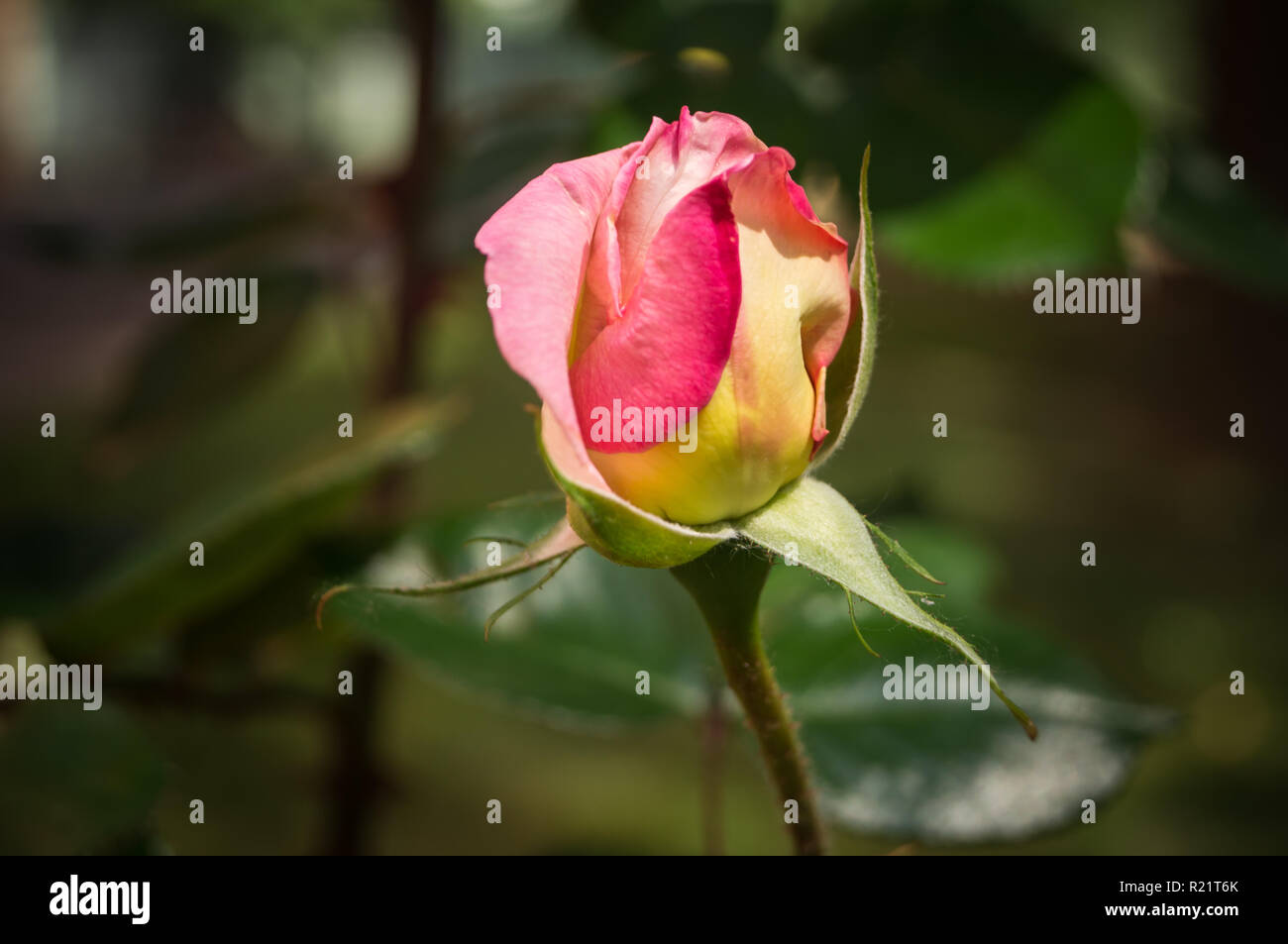Small rosebud just bloomed Stock Photo - Alamy